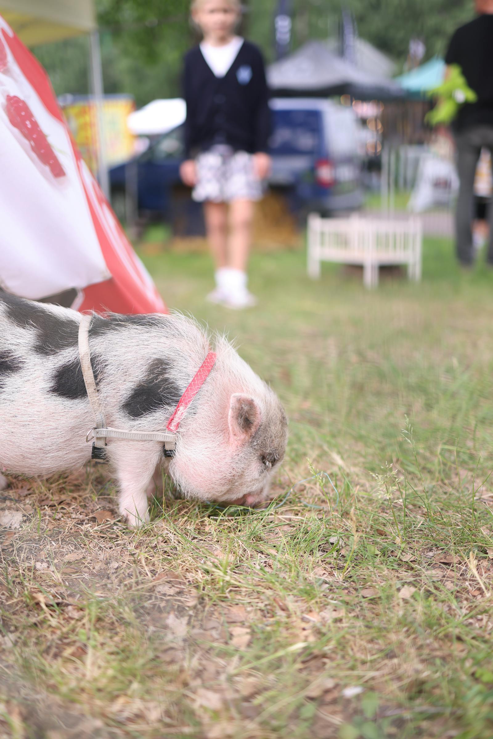 Piglet Photos, Download The BEST Free Piglet Stock Photos & HD Images