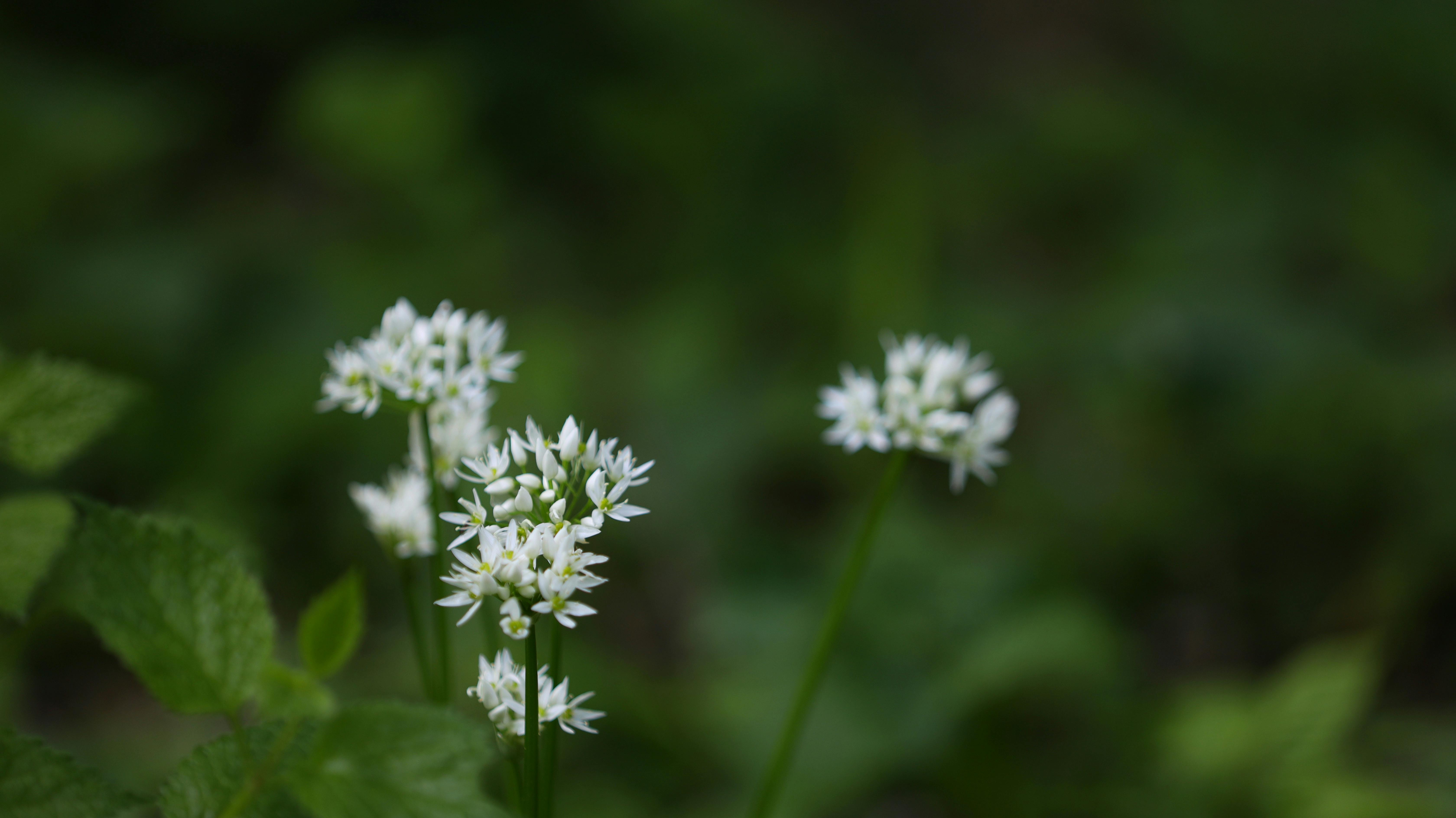 Saleh Almawed - Photography