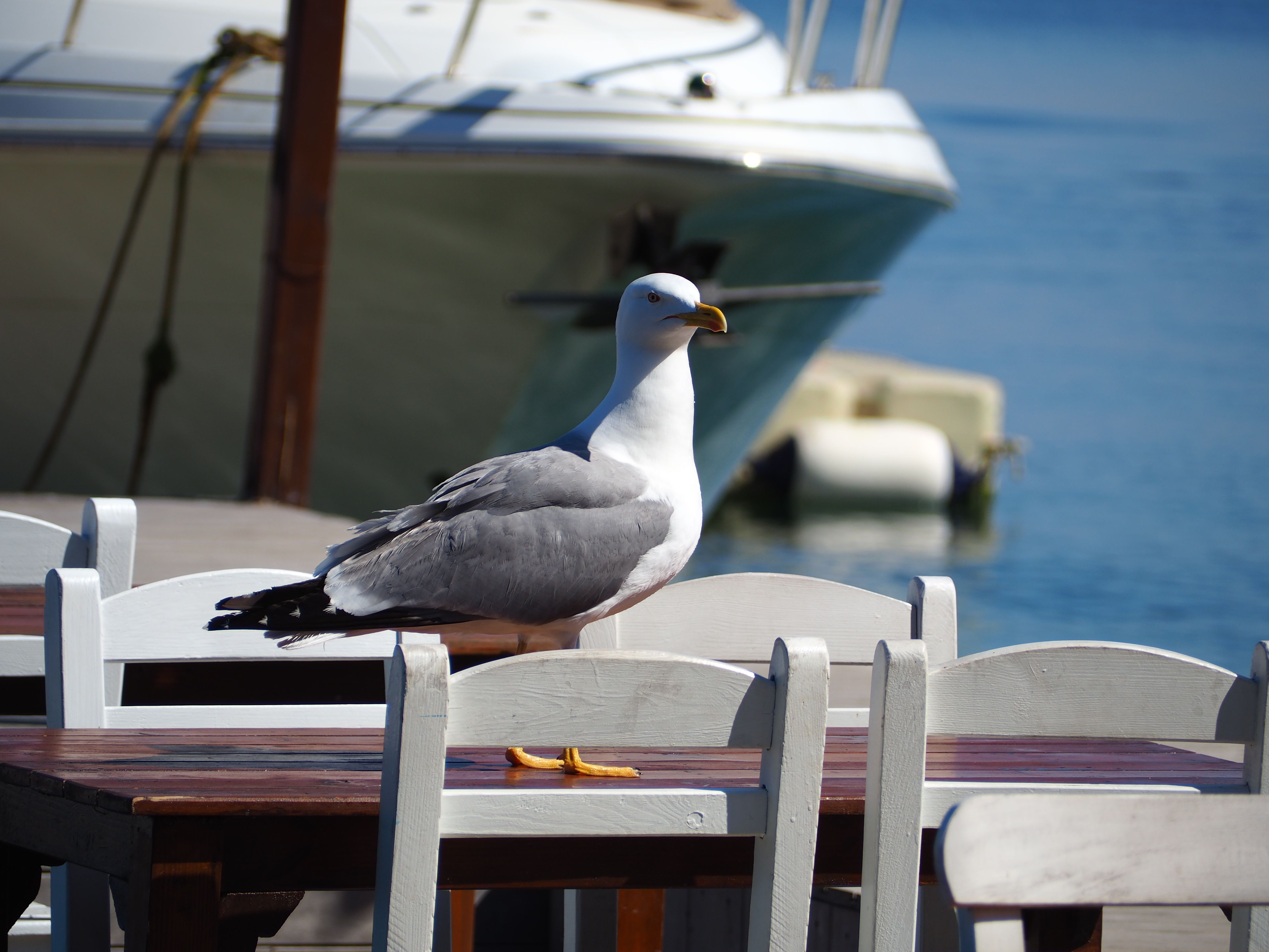 Portrait of a Seagull Standing on a Wooden Table · Free Stock Photo