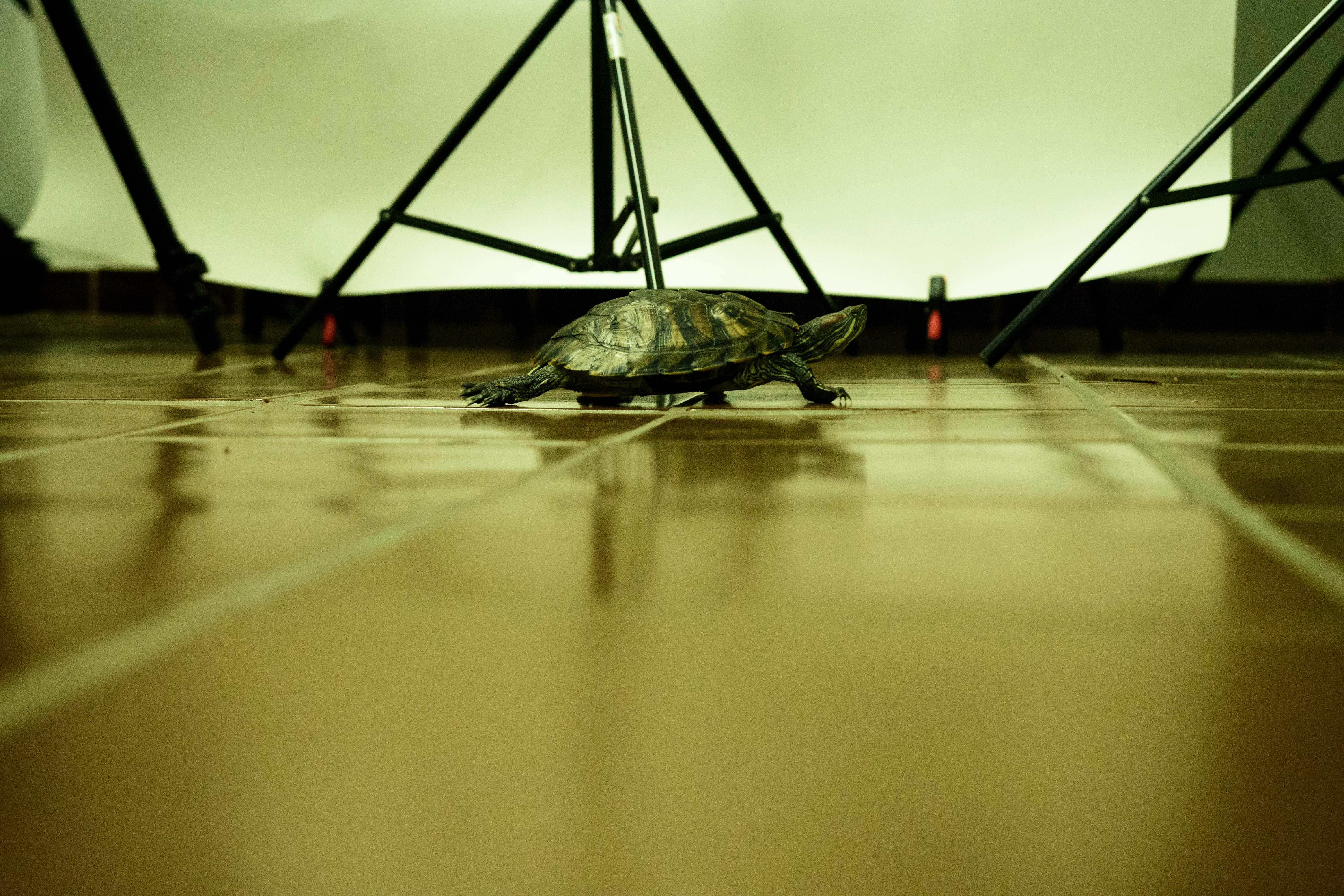 Free stock photo of ladder, modelos, photoshop