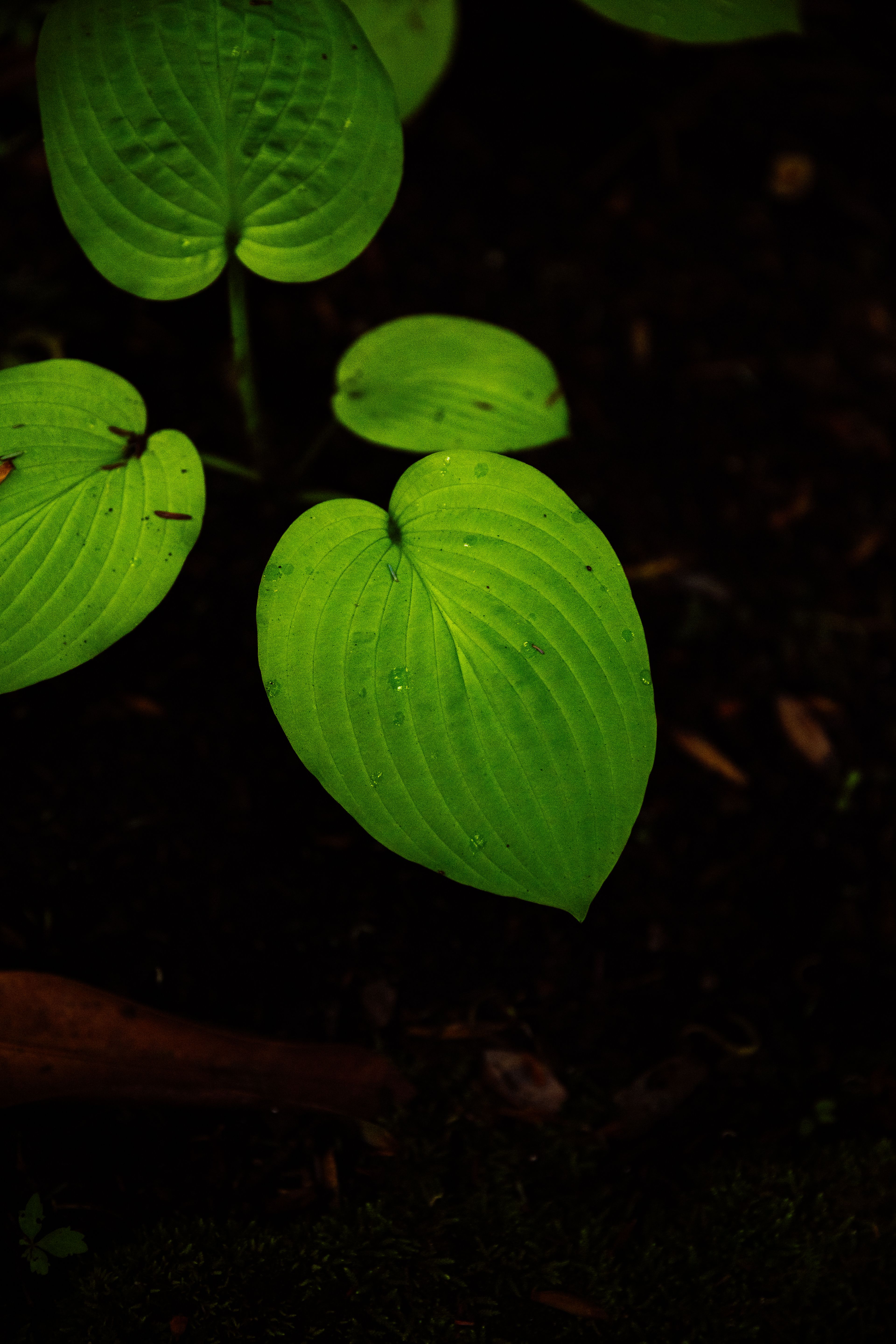 Closeup Photo of Green Variegated Leaf Plants · Free Stock Photo