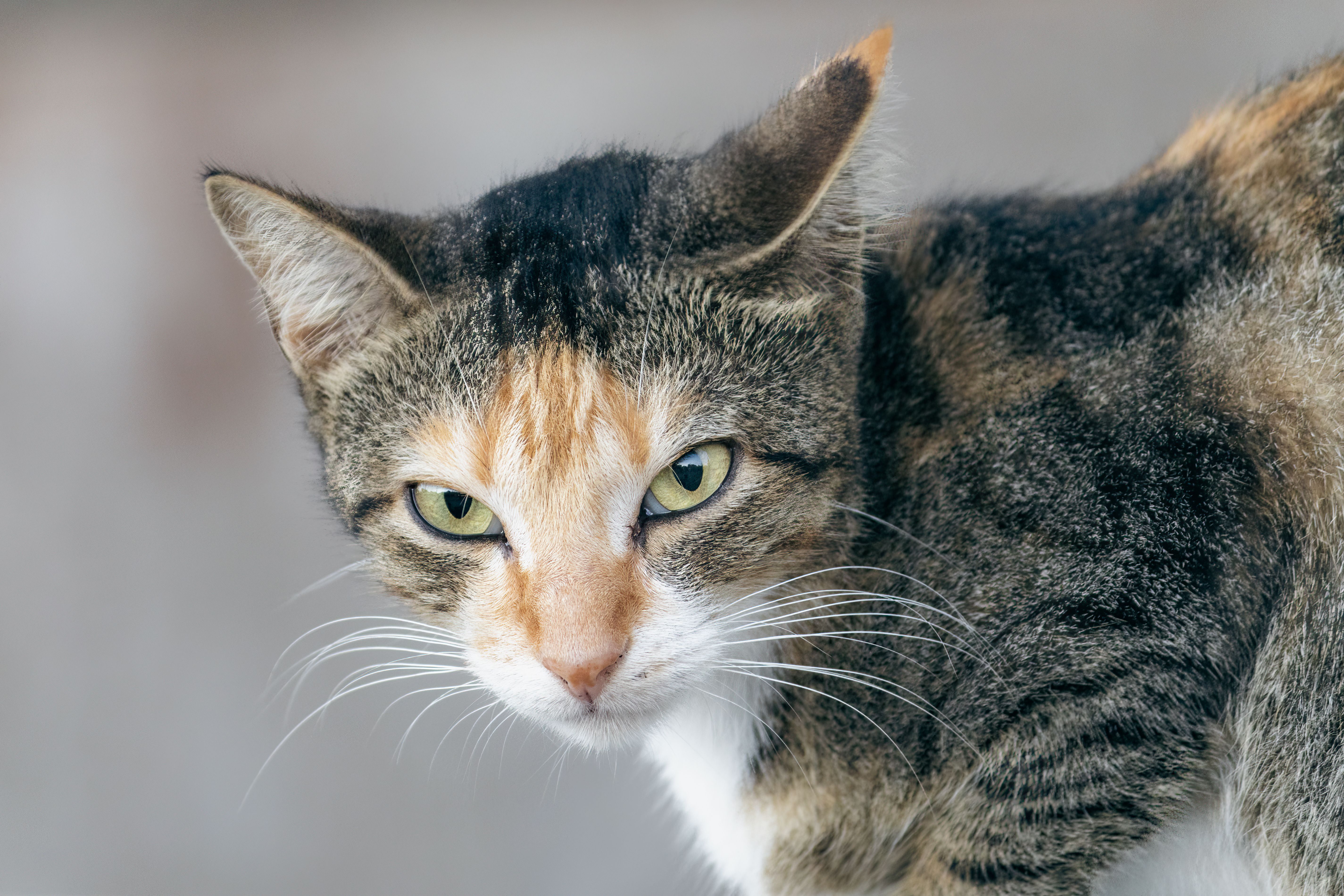 Close up of a Cat · Free Stock Photo