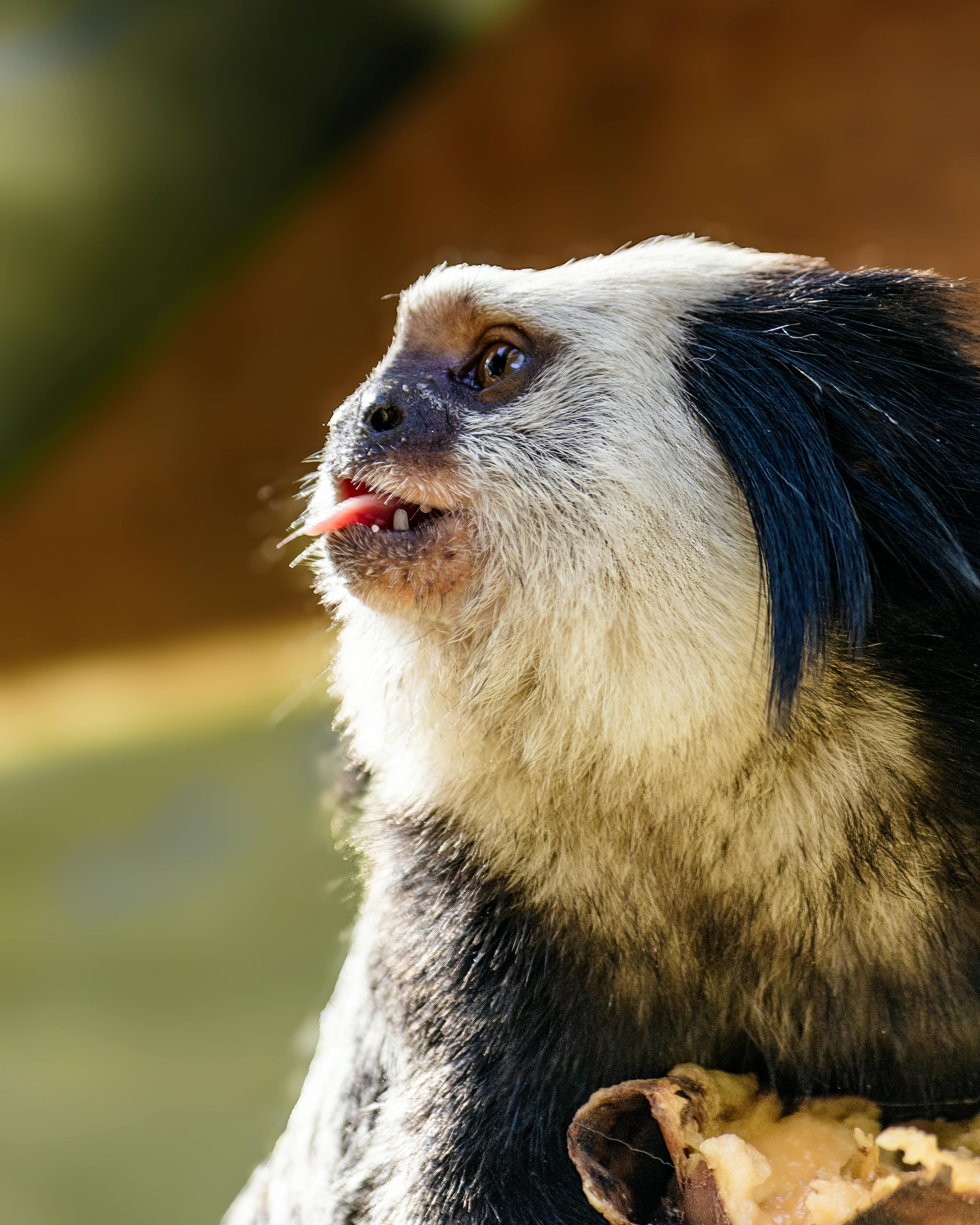 Close up of a Marmoset · Free Stock Photo
