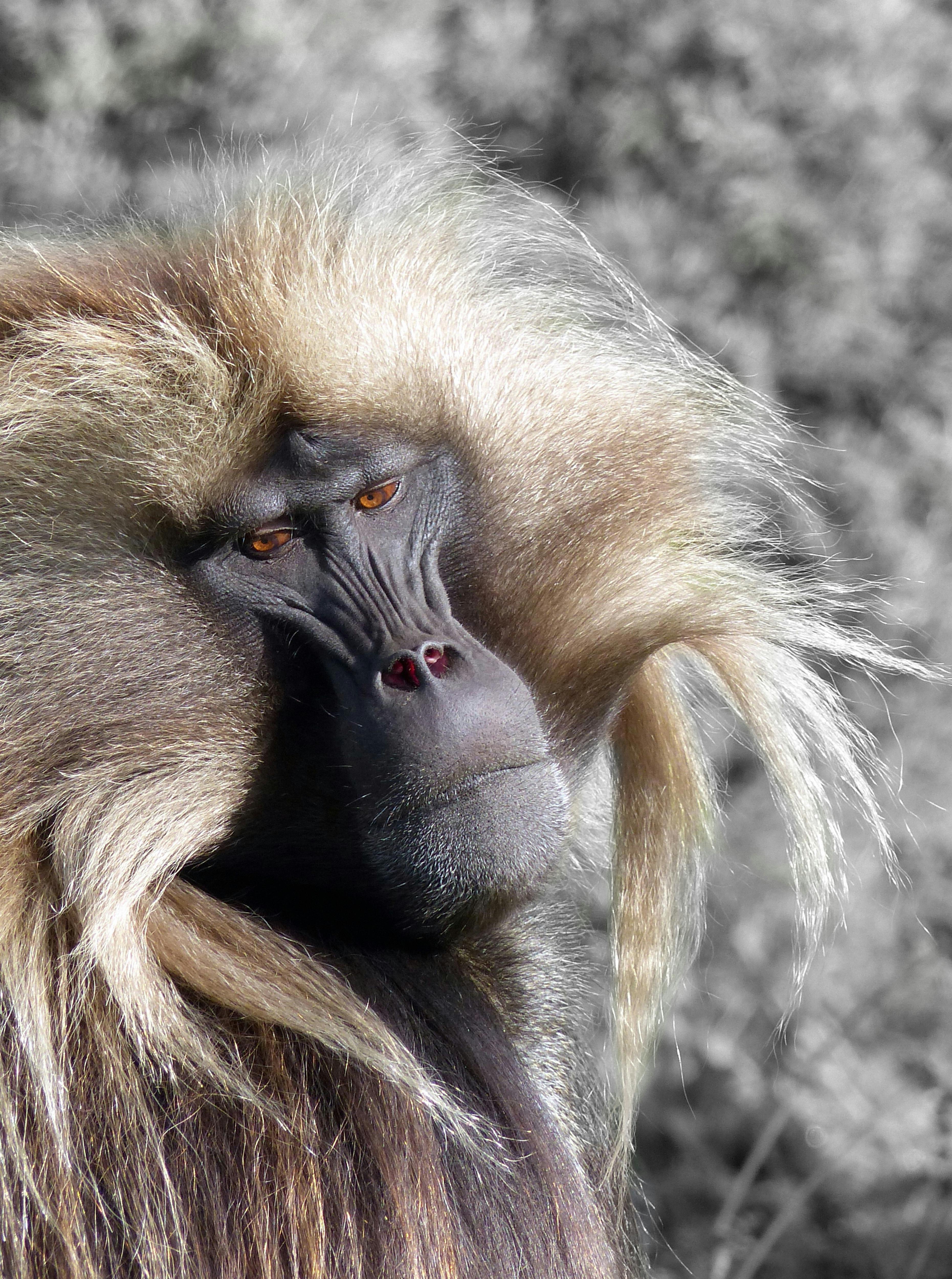 Close-up of a Baboon Monkey · Free Stock Photo