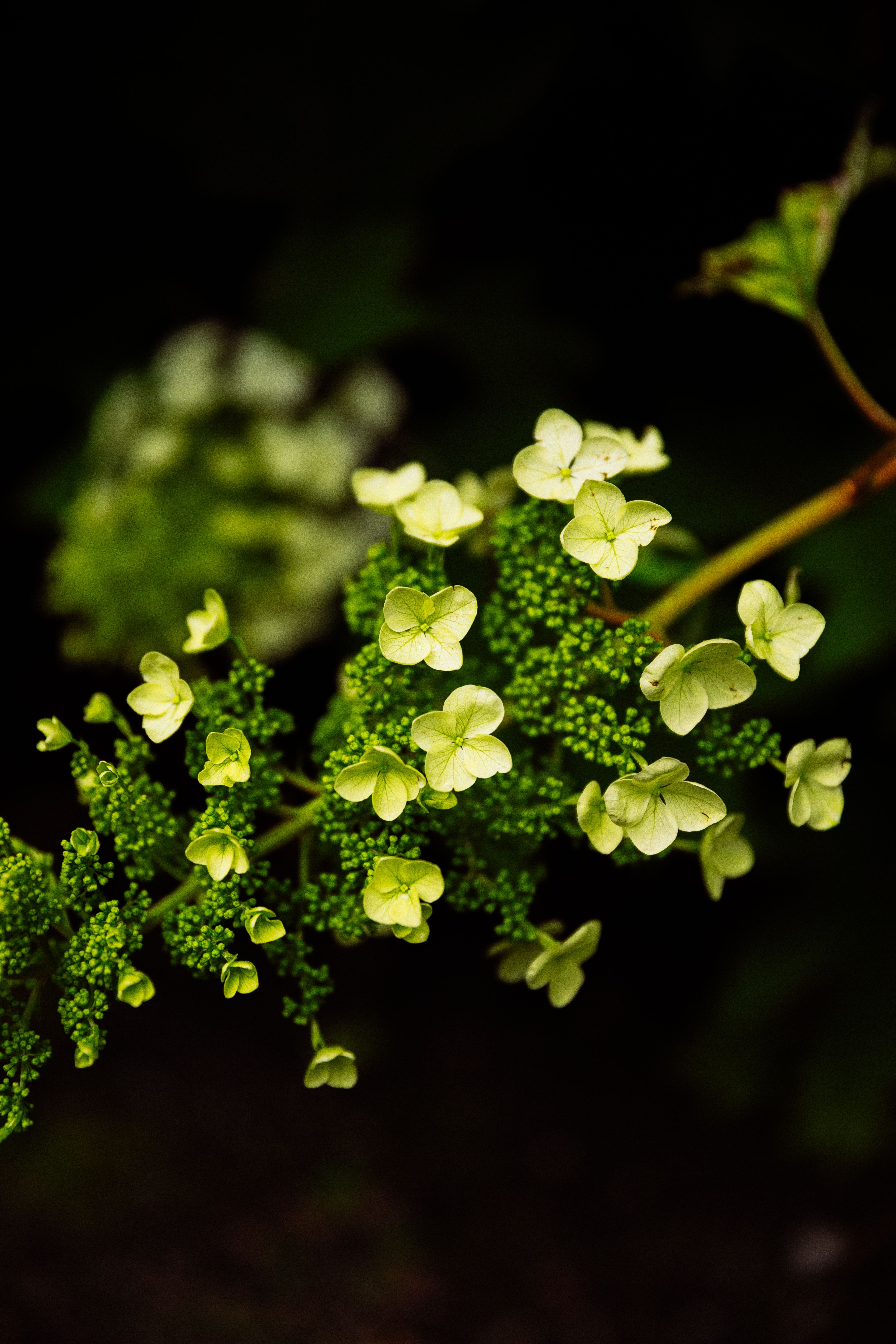 Cherokee Flowers Photos, Download The BEST Free Cherokee Flowers Stock ...