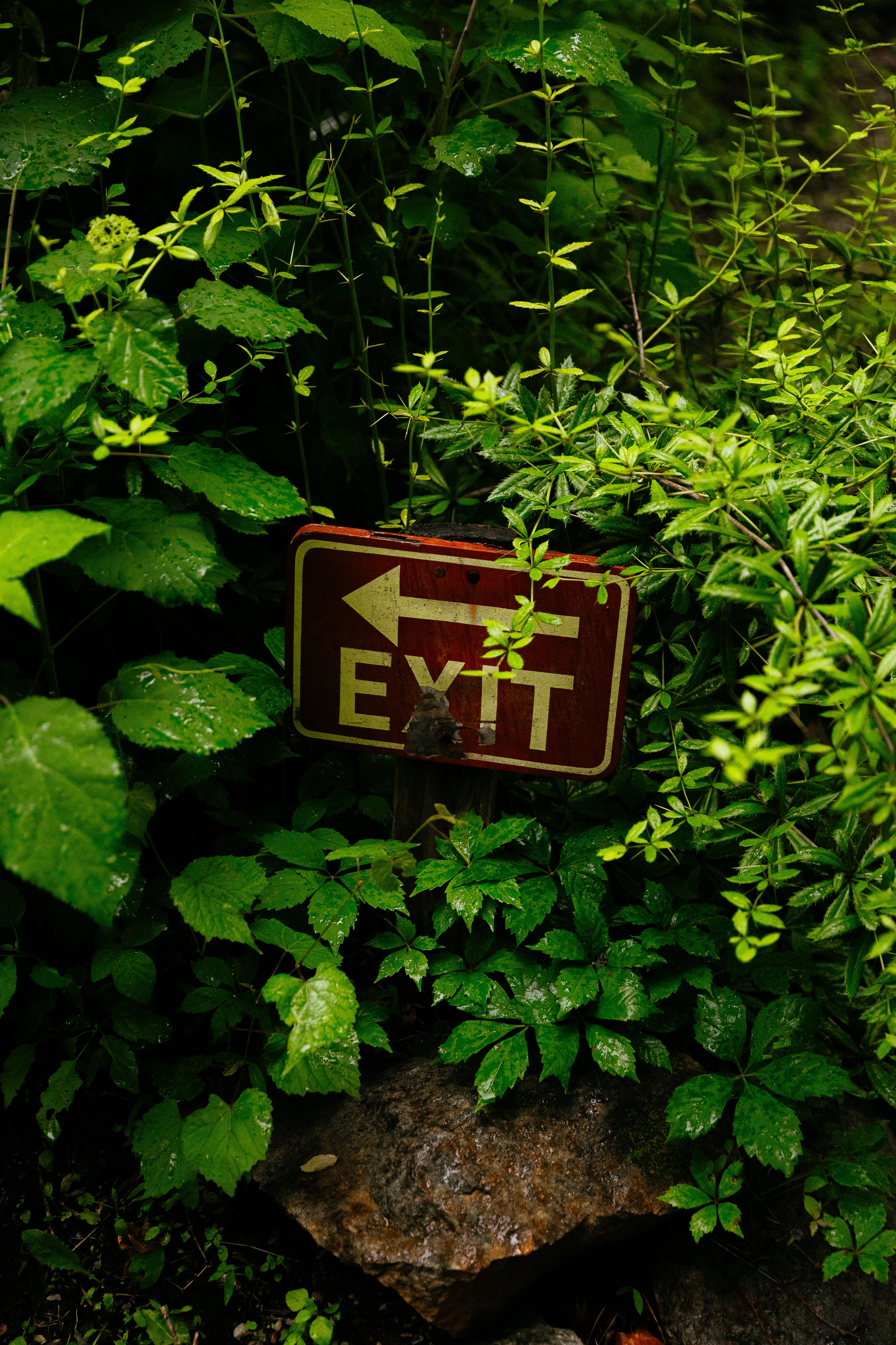 A sign that says exit in the middle of a forest · Free Stock Photo