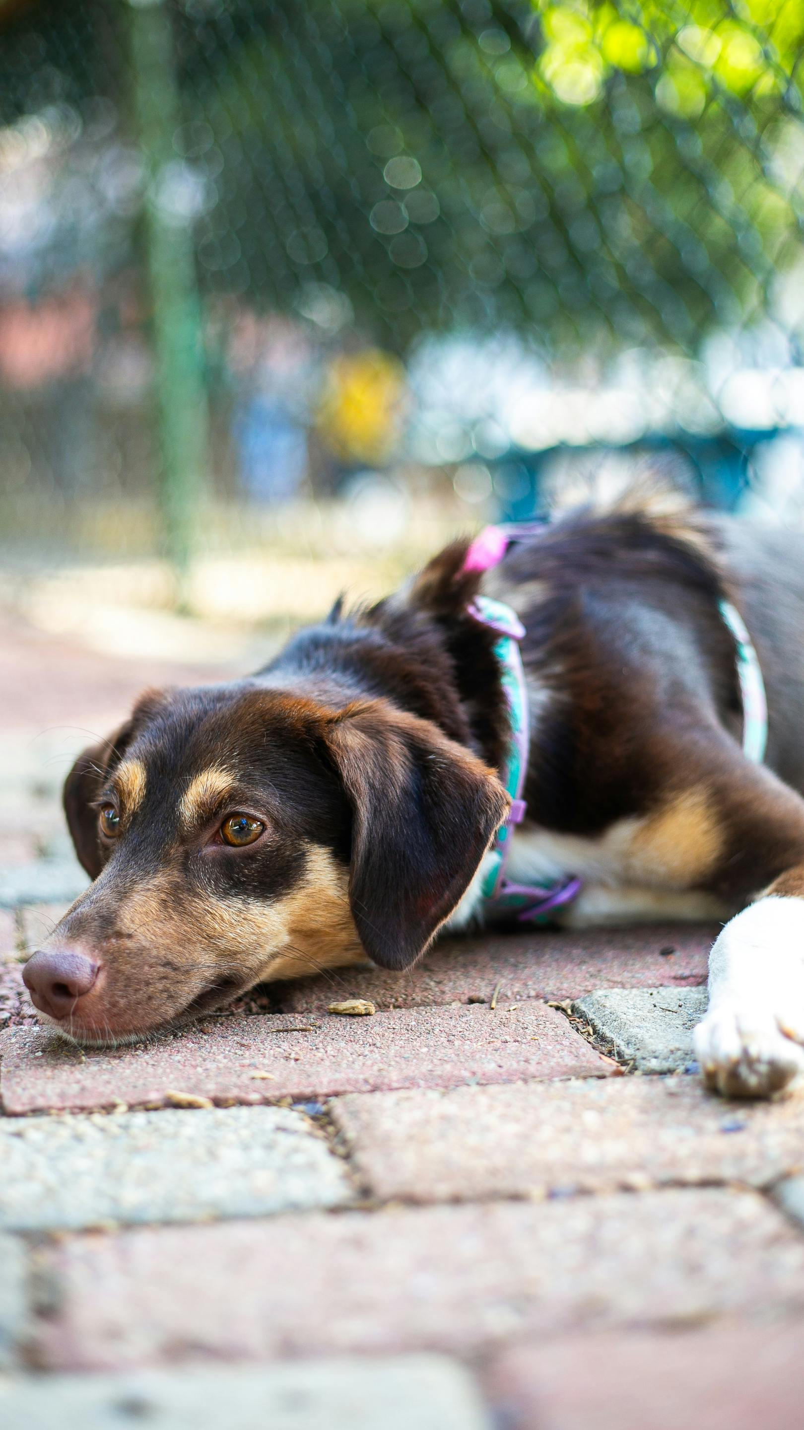 William Prado - การถ่ายภาพ