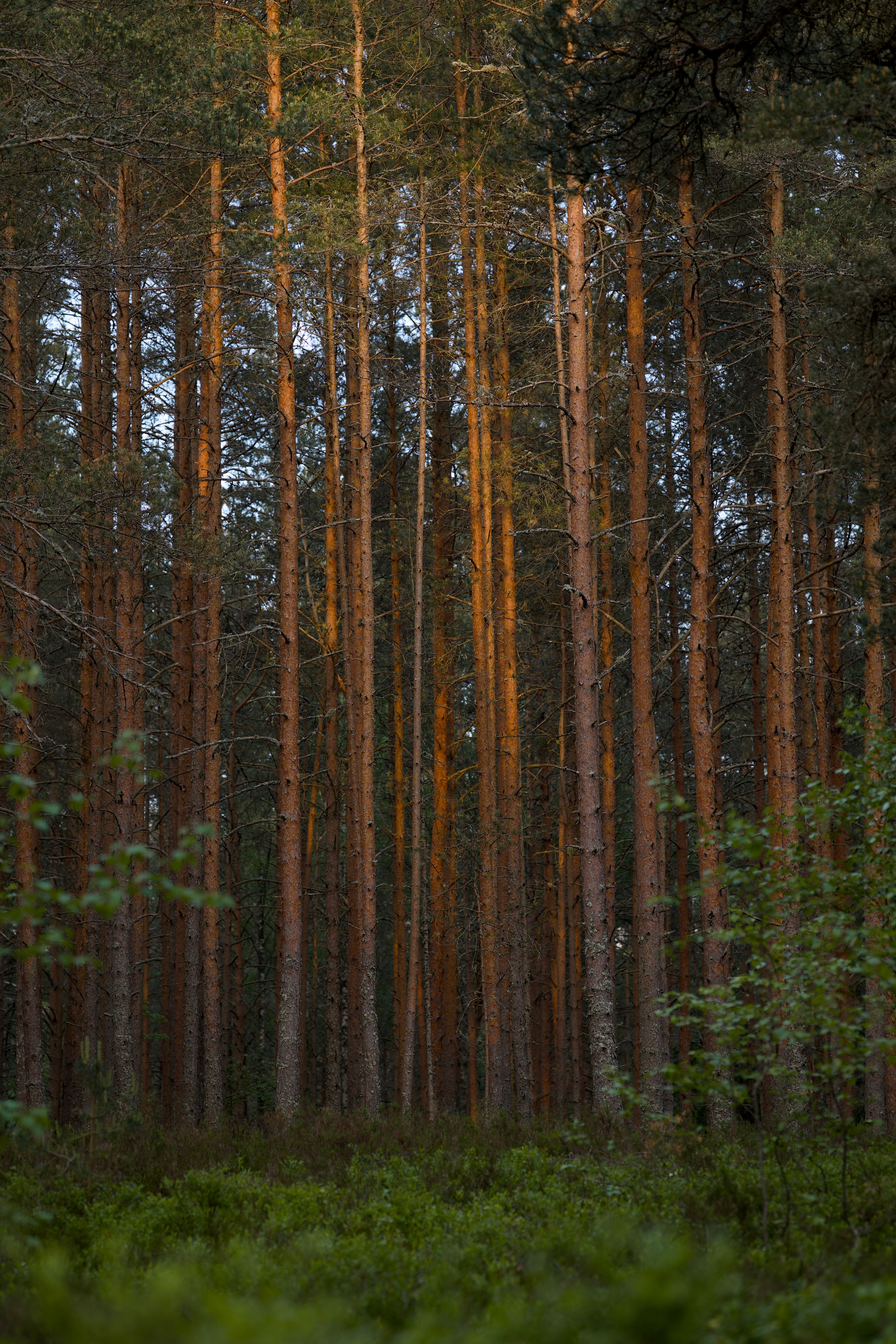 Photo of Conifer Trees at Sunset · Free Stock Photo