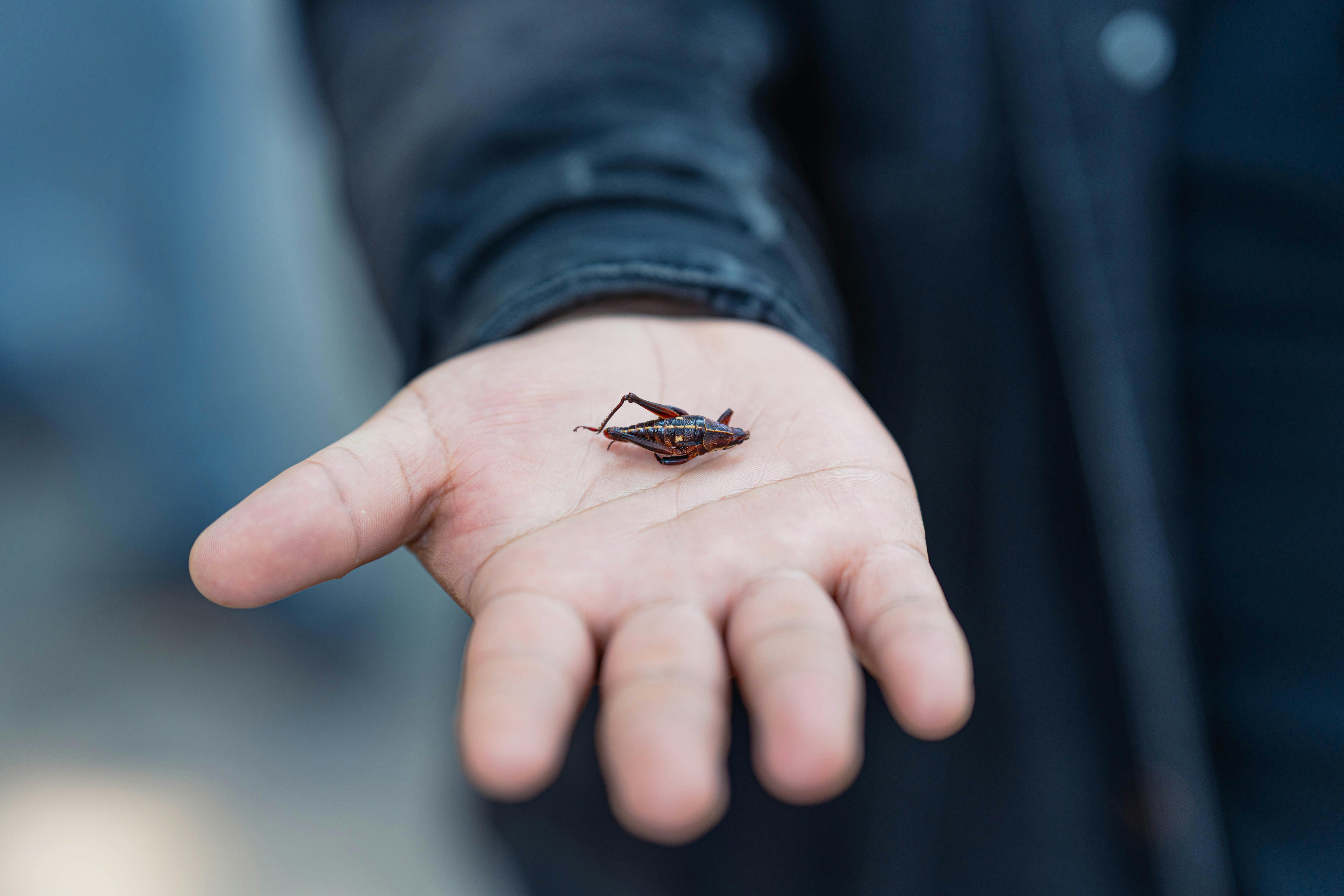 A person holding a small insect in their hand · Free Stock Photo