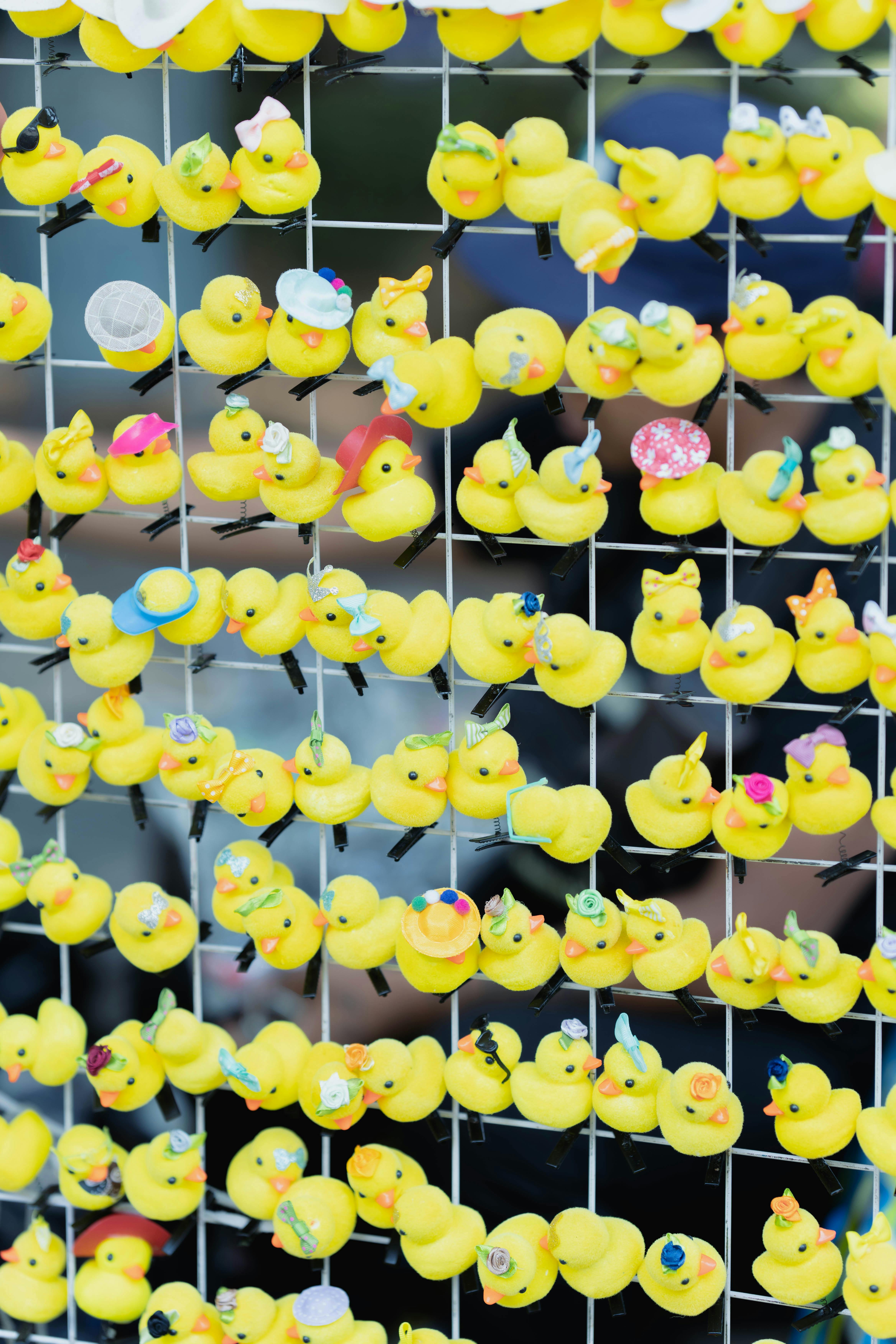 Duck Rack Photos, Download The BEST Free Duck Rack Stock Photos & HD Images