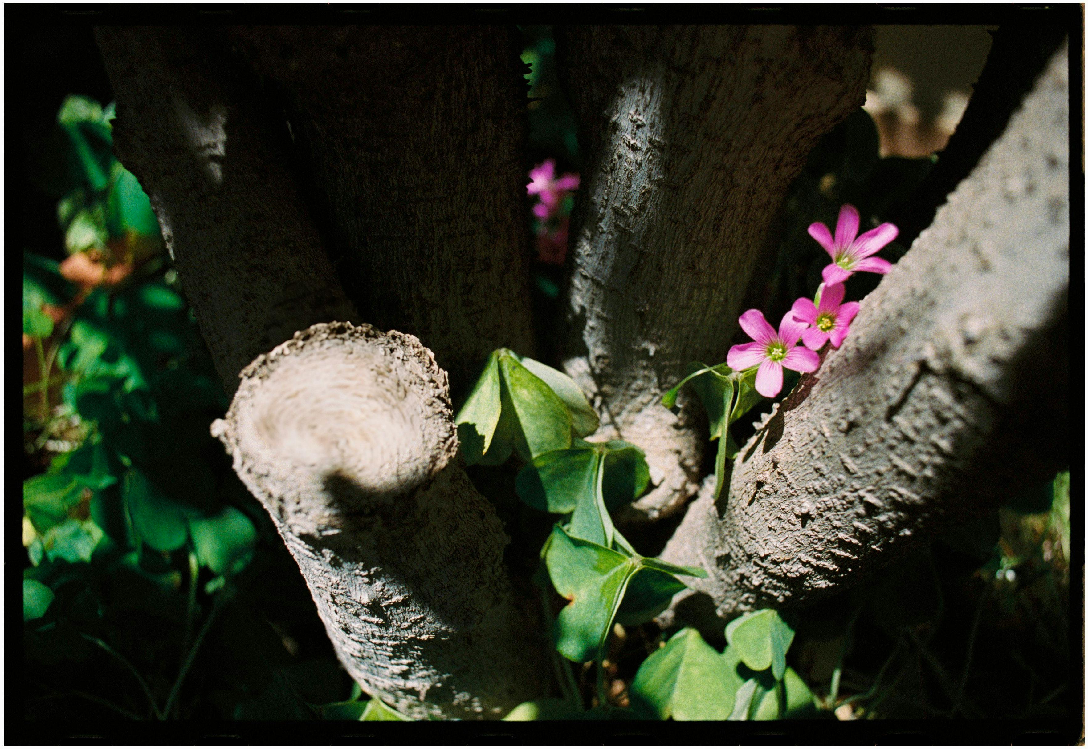 Close-up of a Tree and Pink Flowers · Free Stock Photo