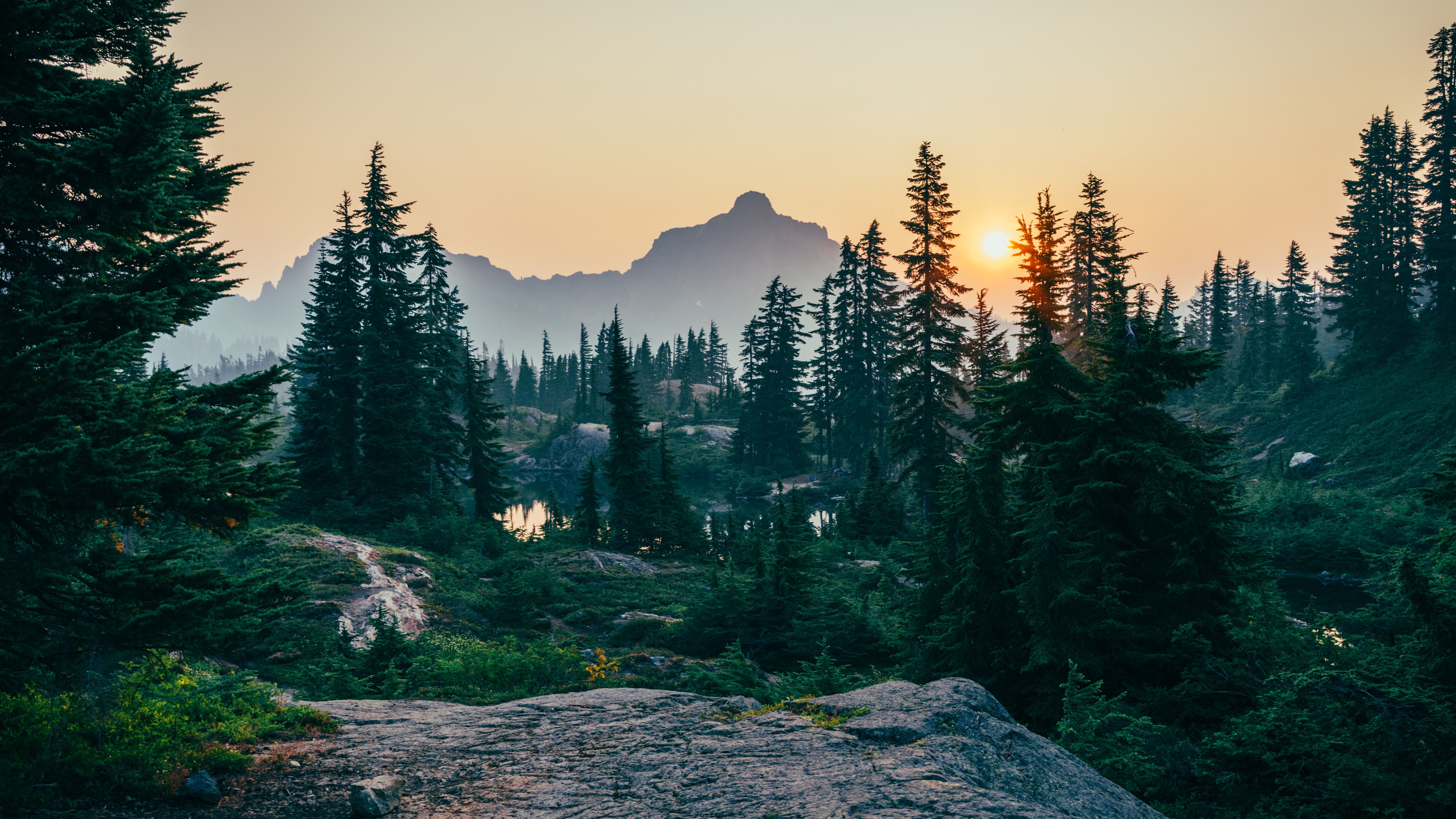 Tall Trees · Free Stock Photo