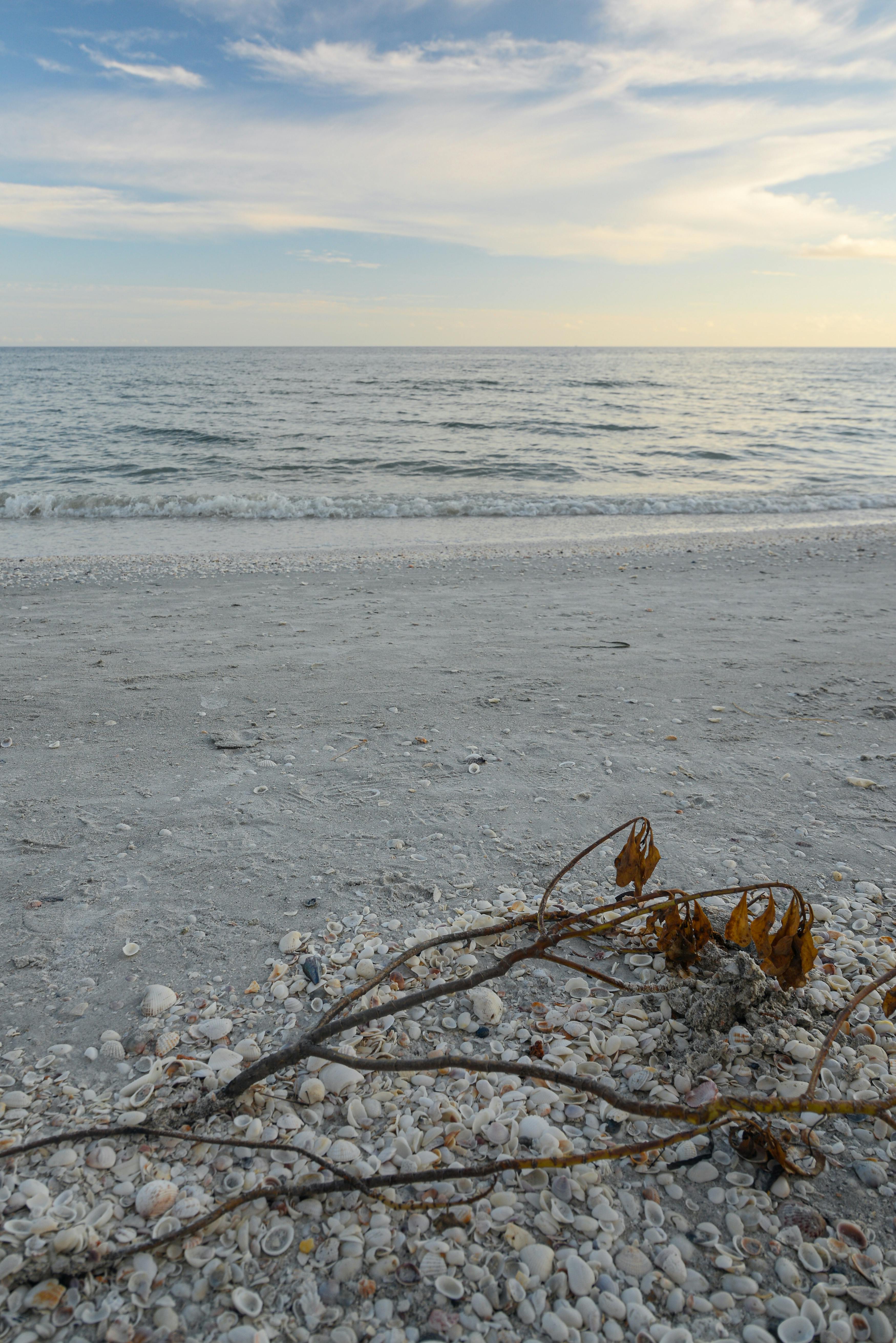 Branch on Beach on Sea Shore · Free Stock Photo