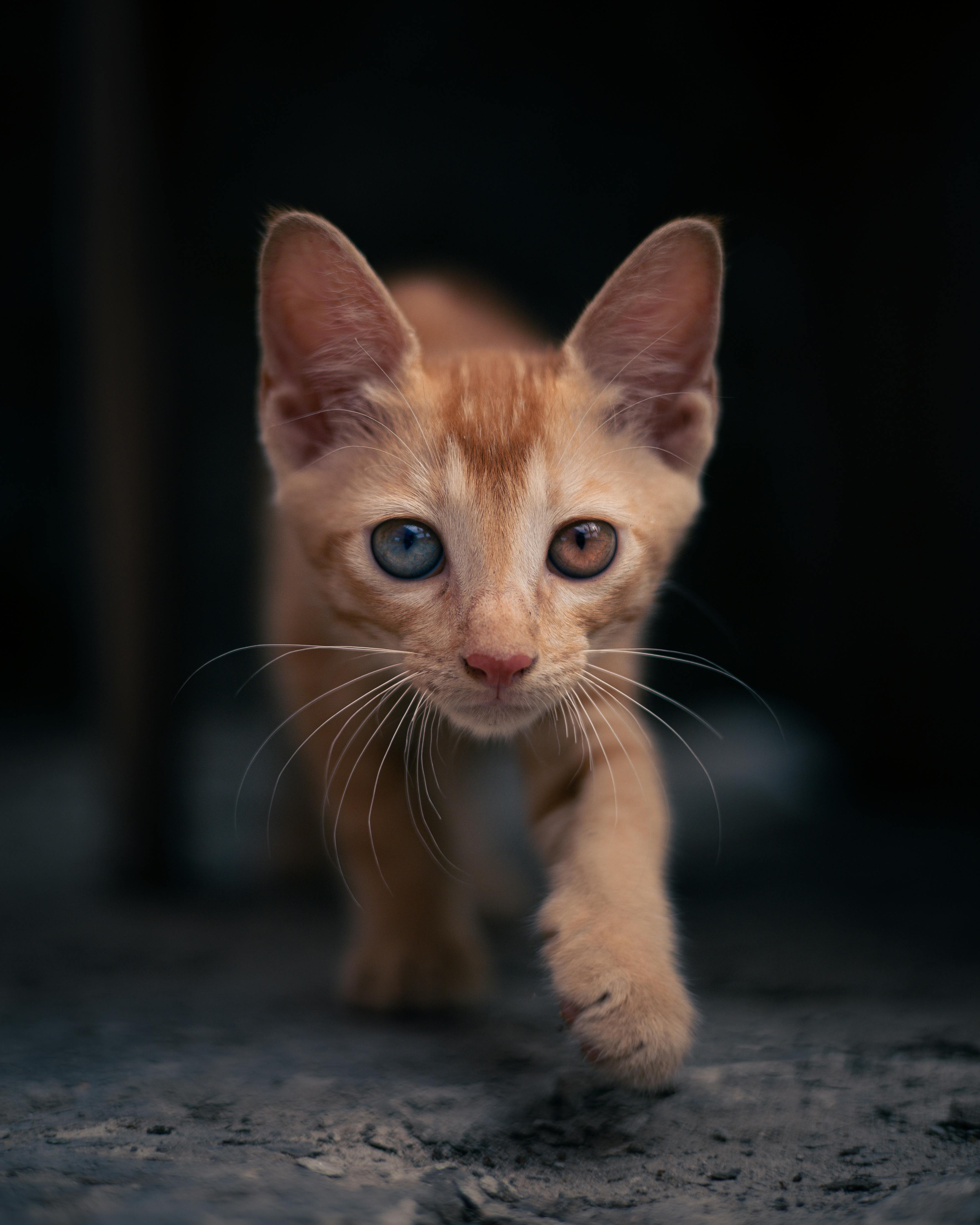 Pets$ Photos, Download The BEST Free Pets$ Stock Photos & HD Images