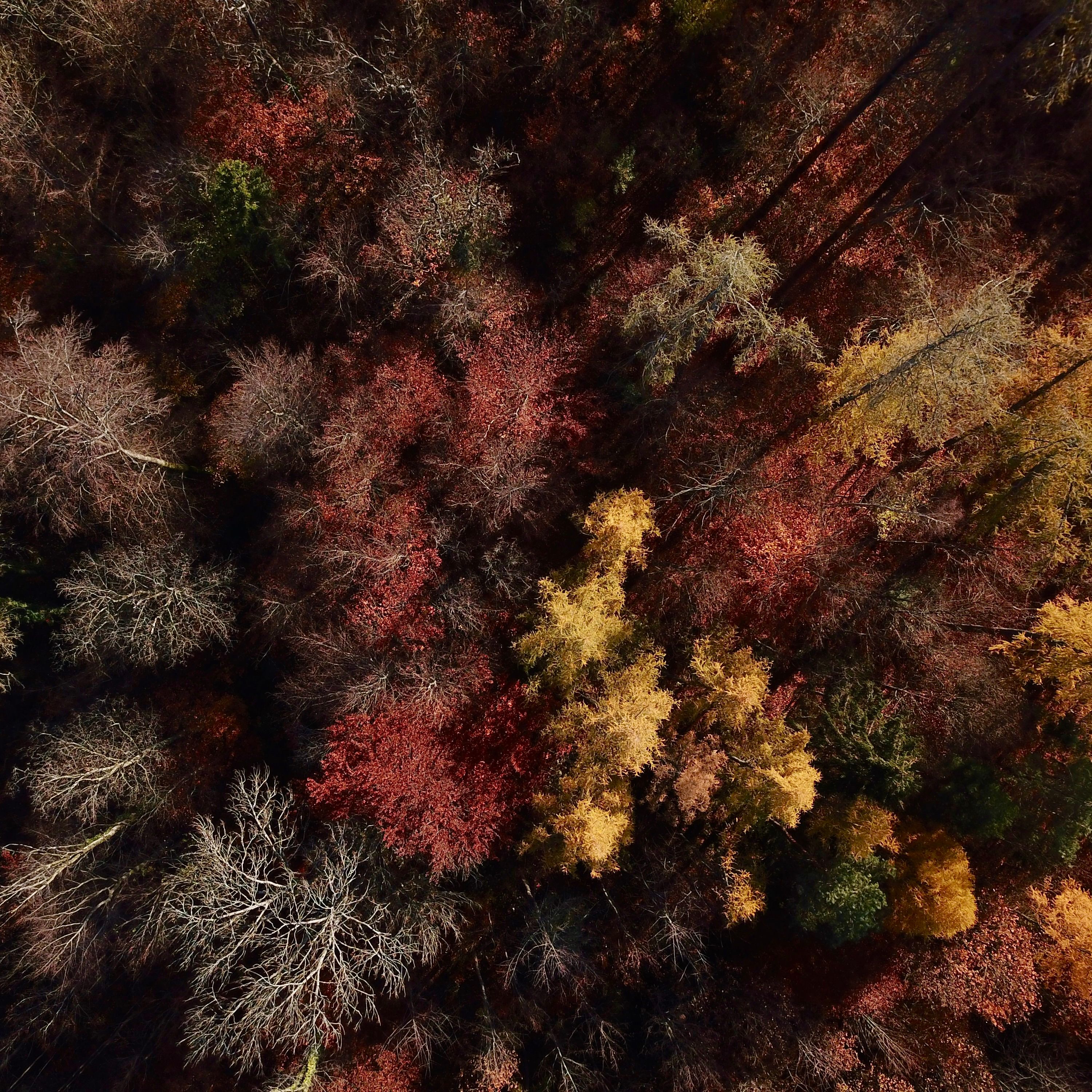 Tree Crowns During Fall Seen From Above · Free Stock Photo