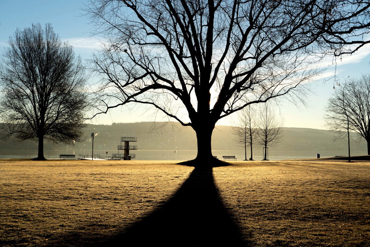 Bare Trees Photos, Download The BEST Free Bare Trees Stock Photos & HD ...