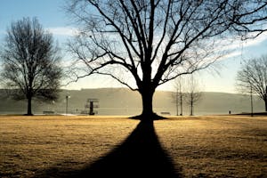 Bare Trees Photos, Download The BEST Free Bare Trees Stock Photos & HD ...