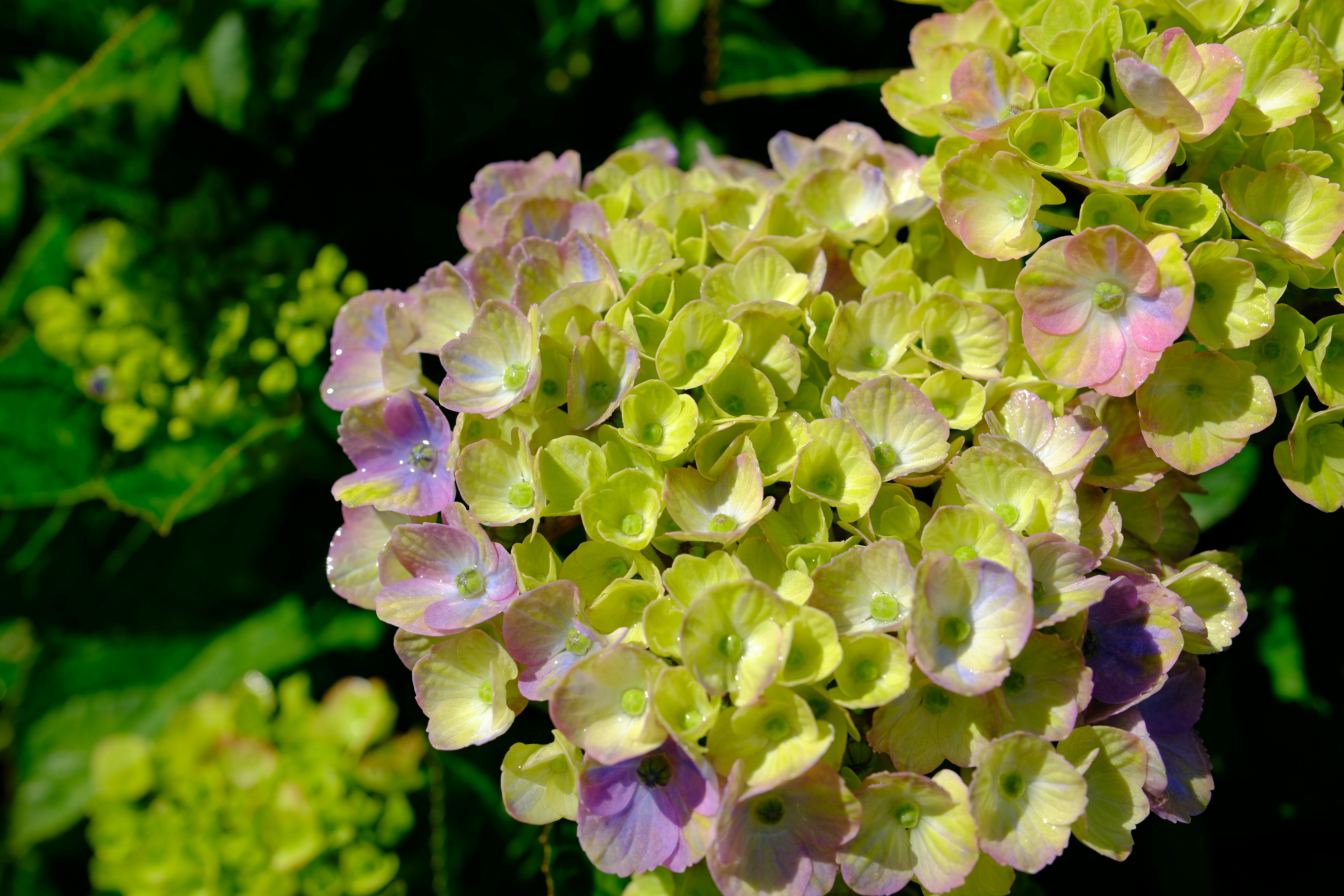 Green Hydrangea Flowers · Free Stock Photo