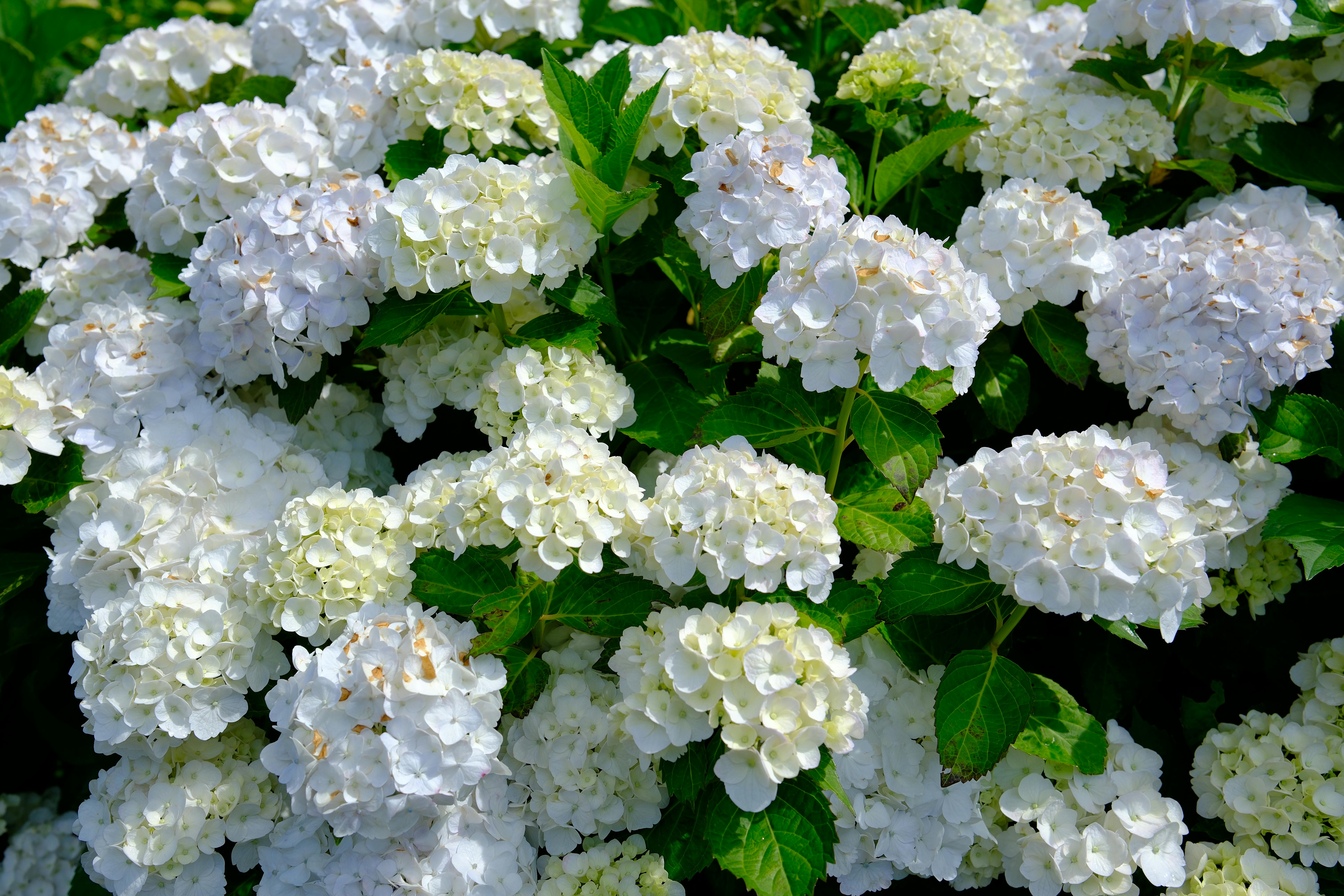 White Hydrangea Flowers · Free Stock Photo