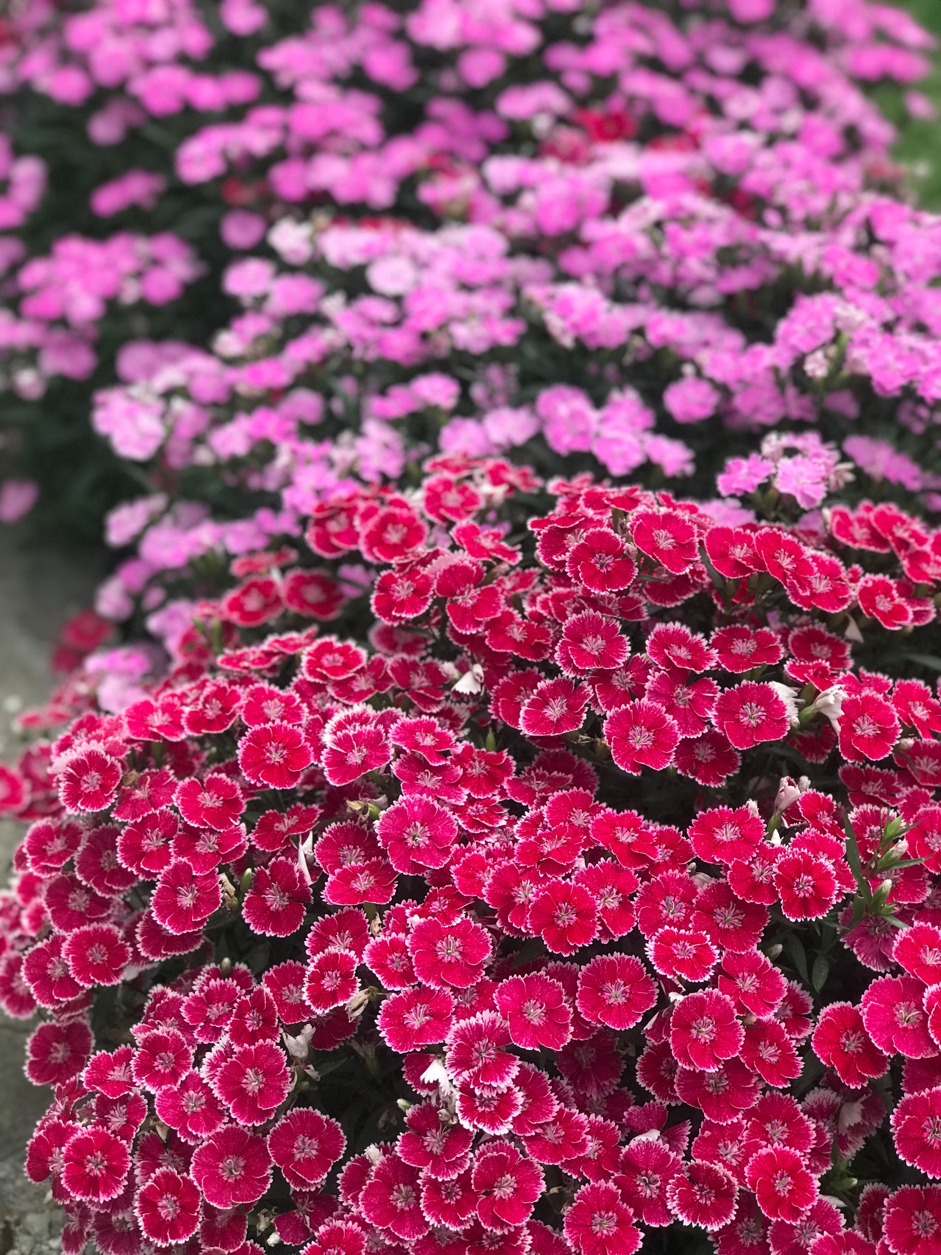 Red Clove Flowers · Free Stock Photo