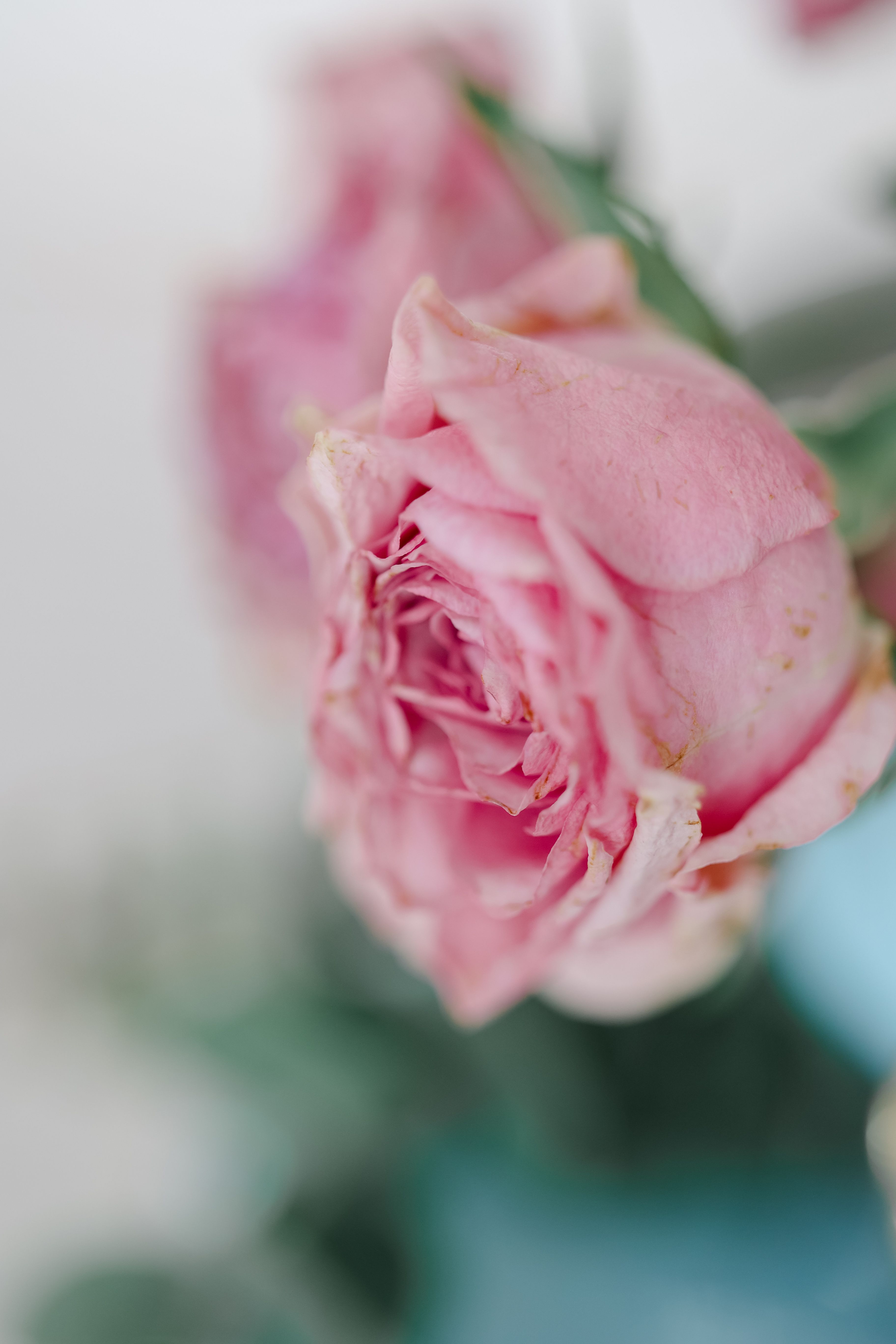 Pink Flower in Close Up Photography · Free Stock Photo