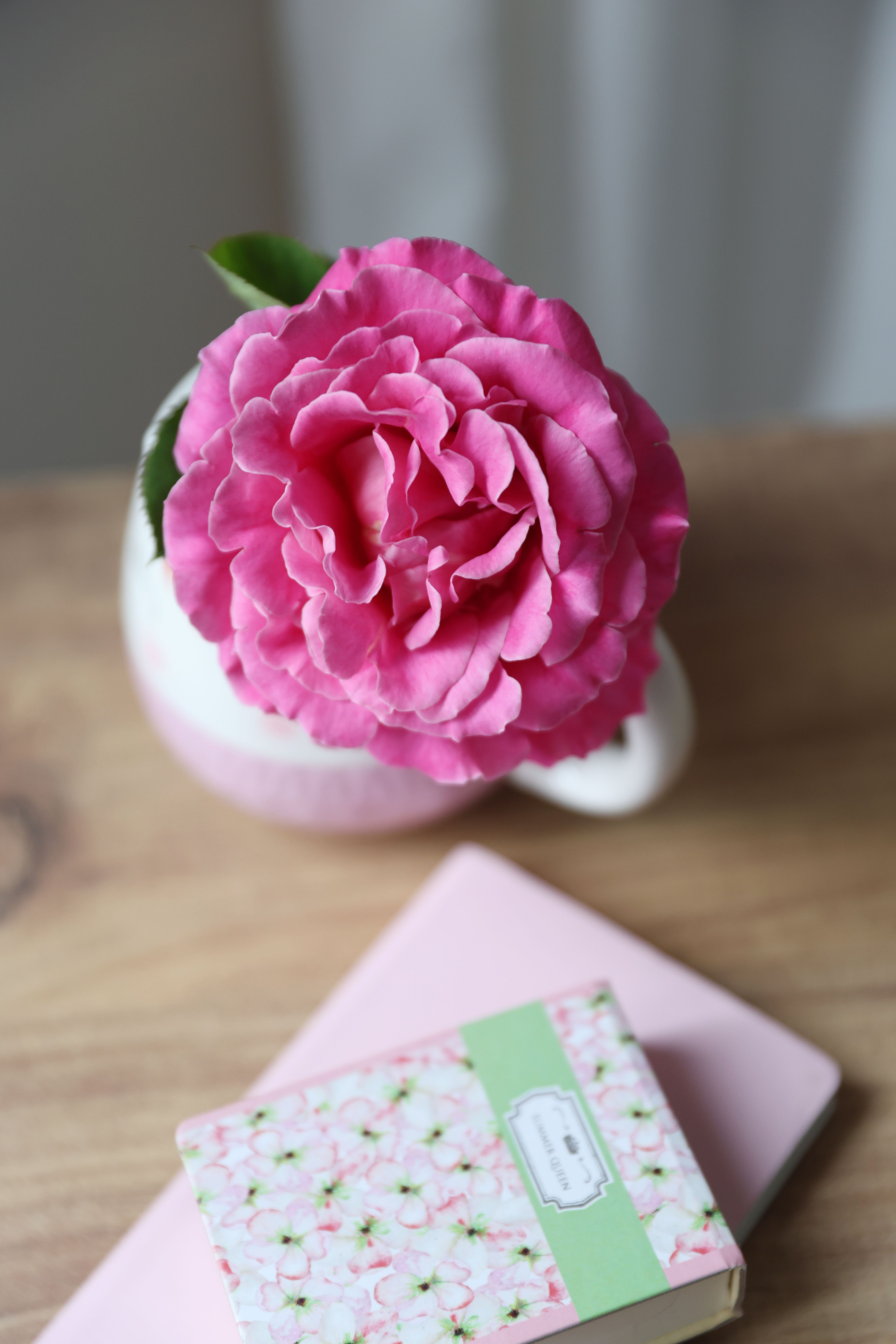 Selective Focus of Pink Rose Flower in Cup · Free Stock Photo