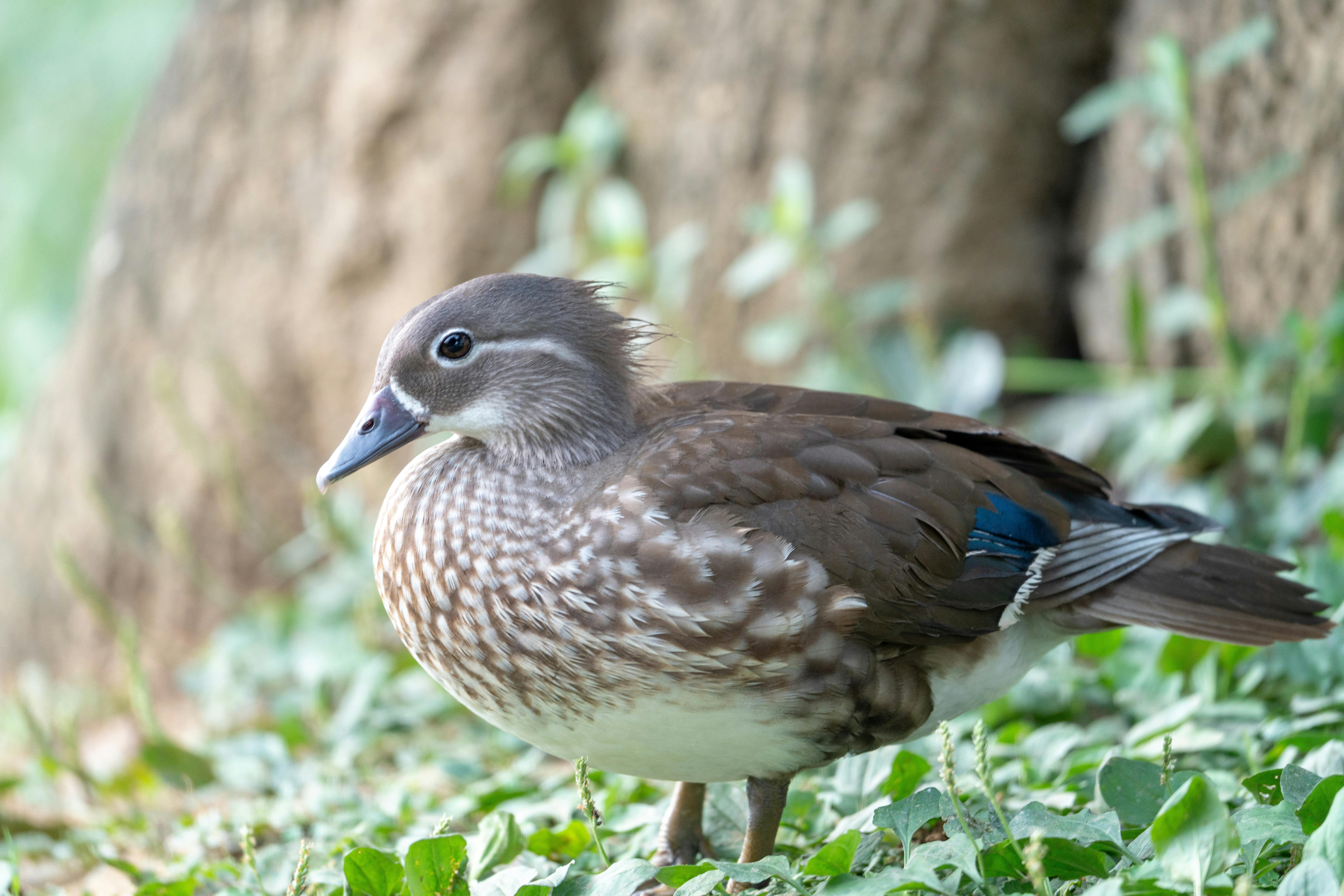 White and Blue and Red and Brown Feathered Bird · Free Stock Photo