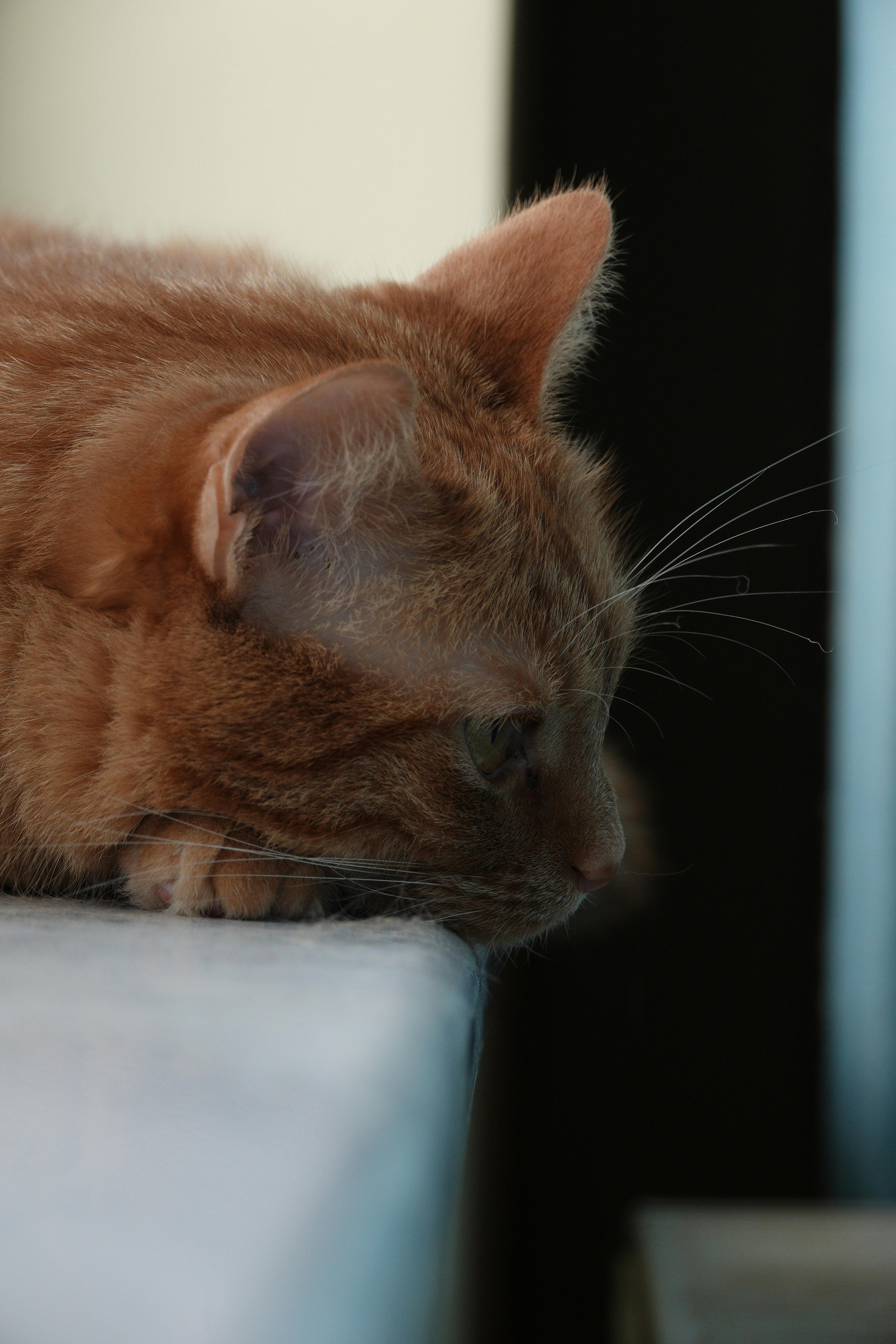 Bejan Adrian - Fotografía