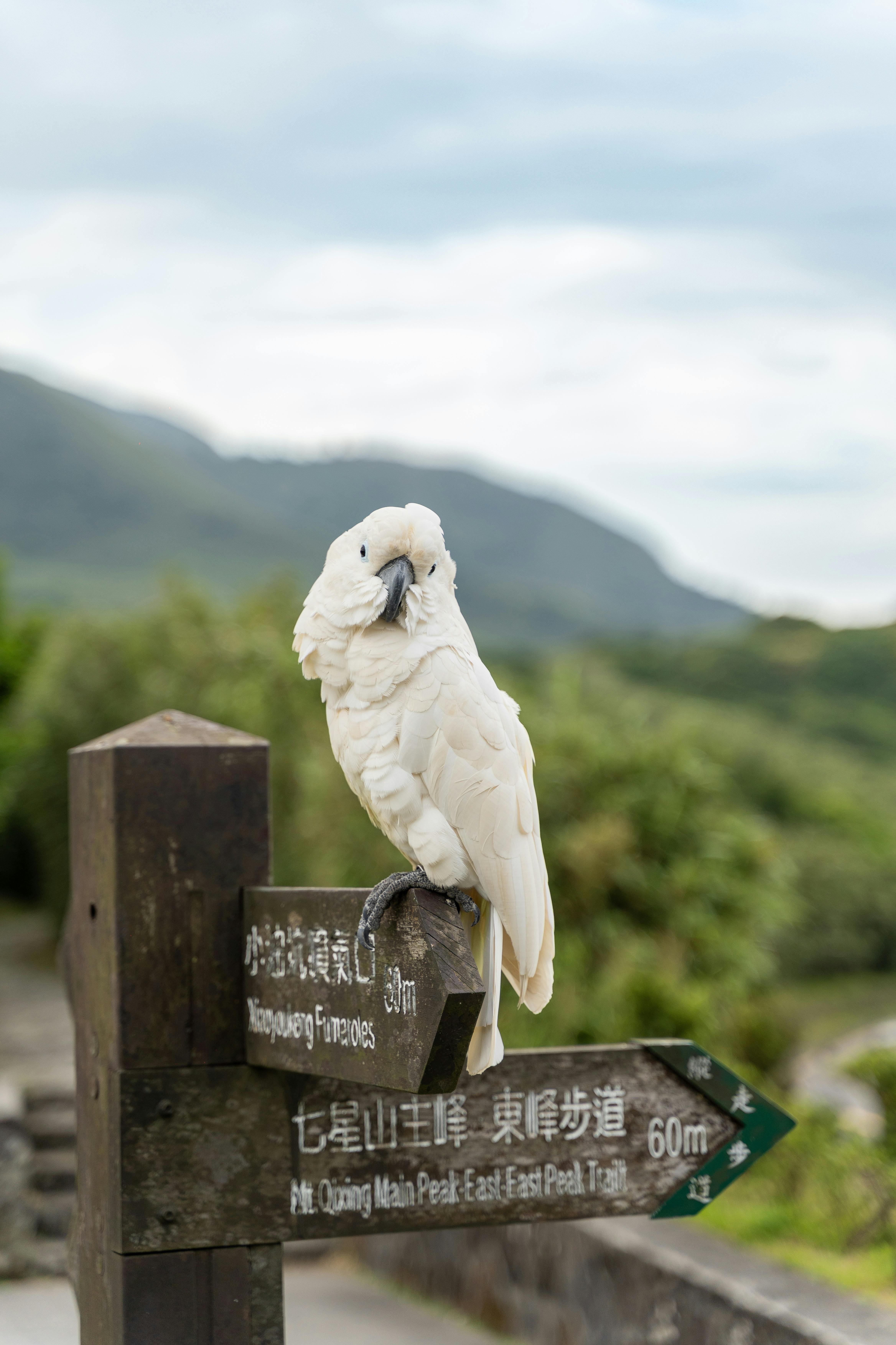 Close-up of a White Cockatoo Perched on a Wooden Sign · Free Stock Photo