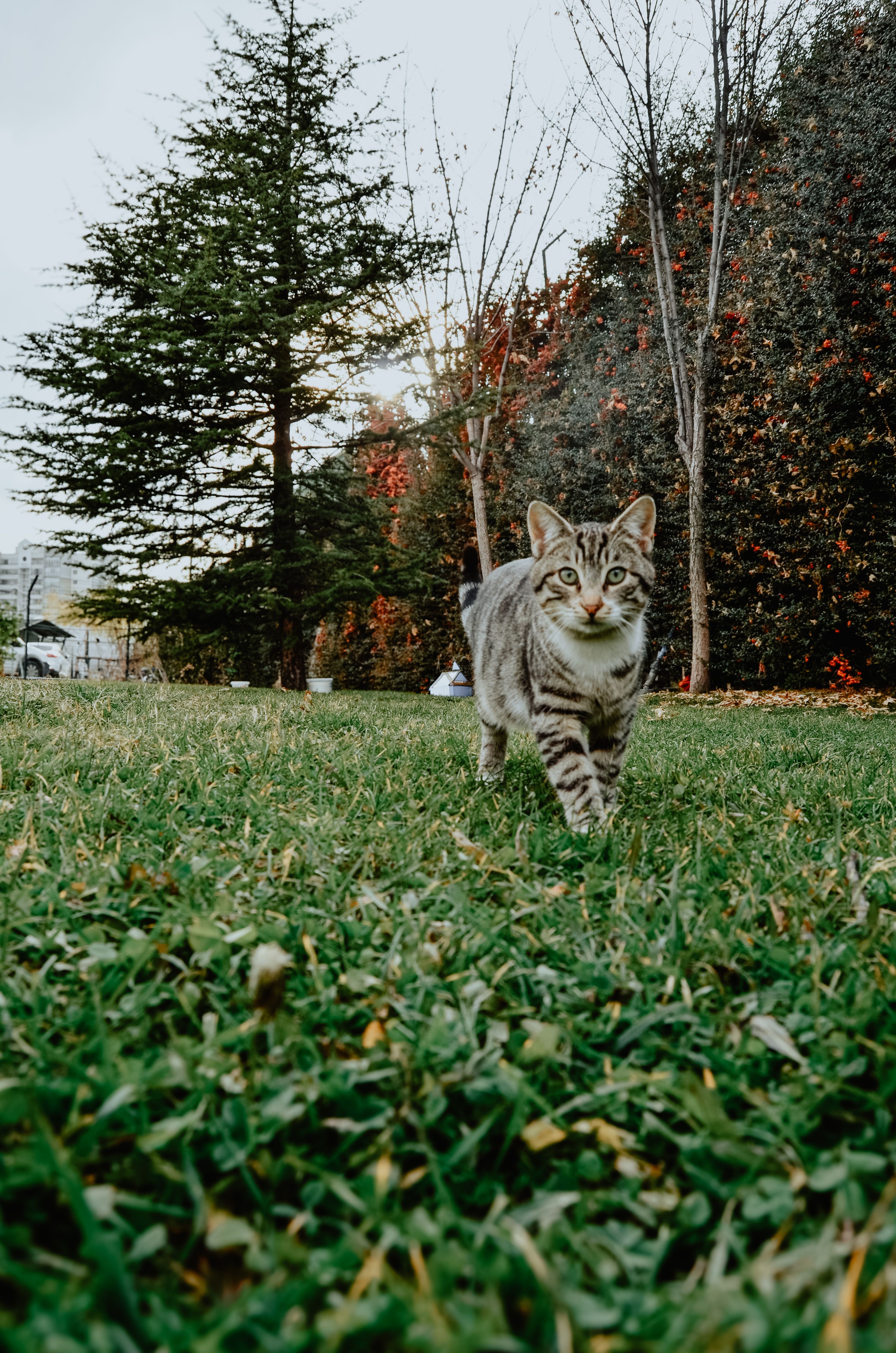 A cat walking through the grass in a park · Free Stock Photo