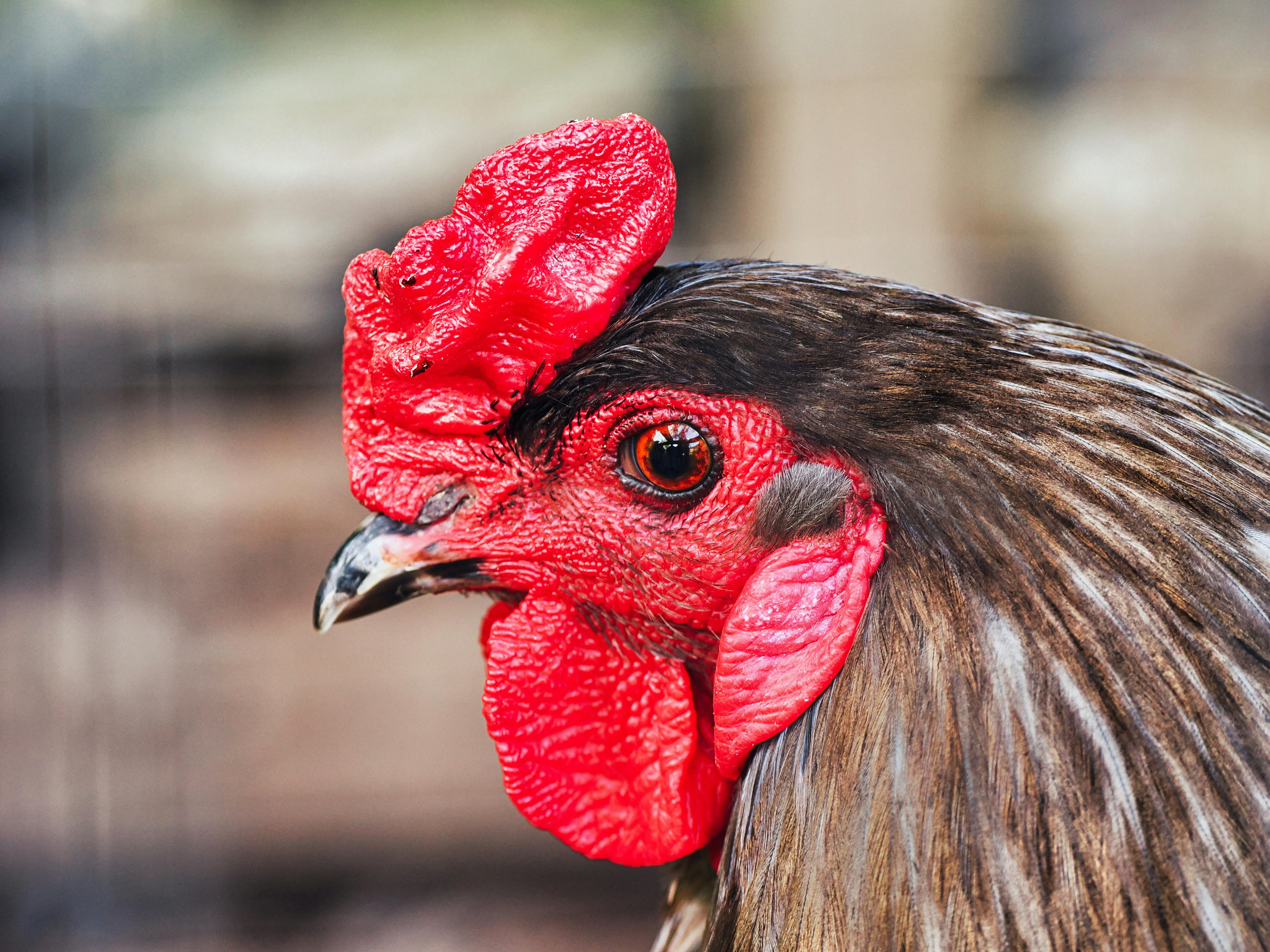 Portrait of Cockerel · Free Stock Photo