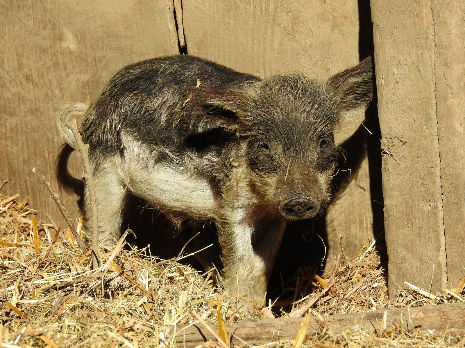 Cute Piglet Photos, Download The BEST Free Cute Piglet Stock Photos ...