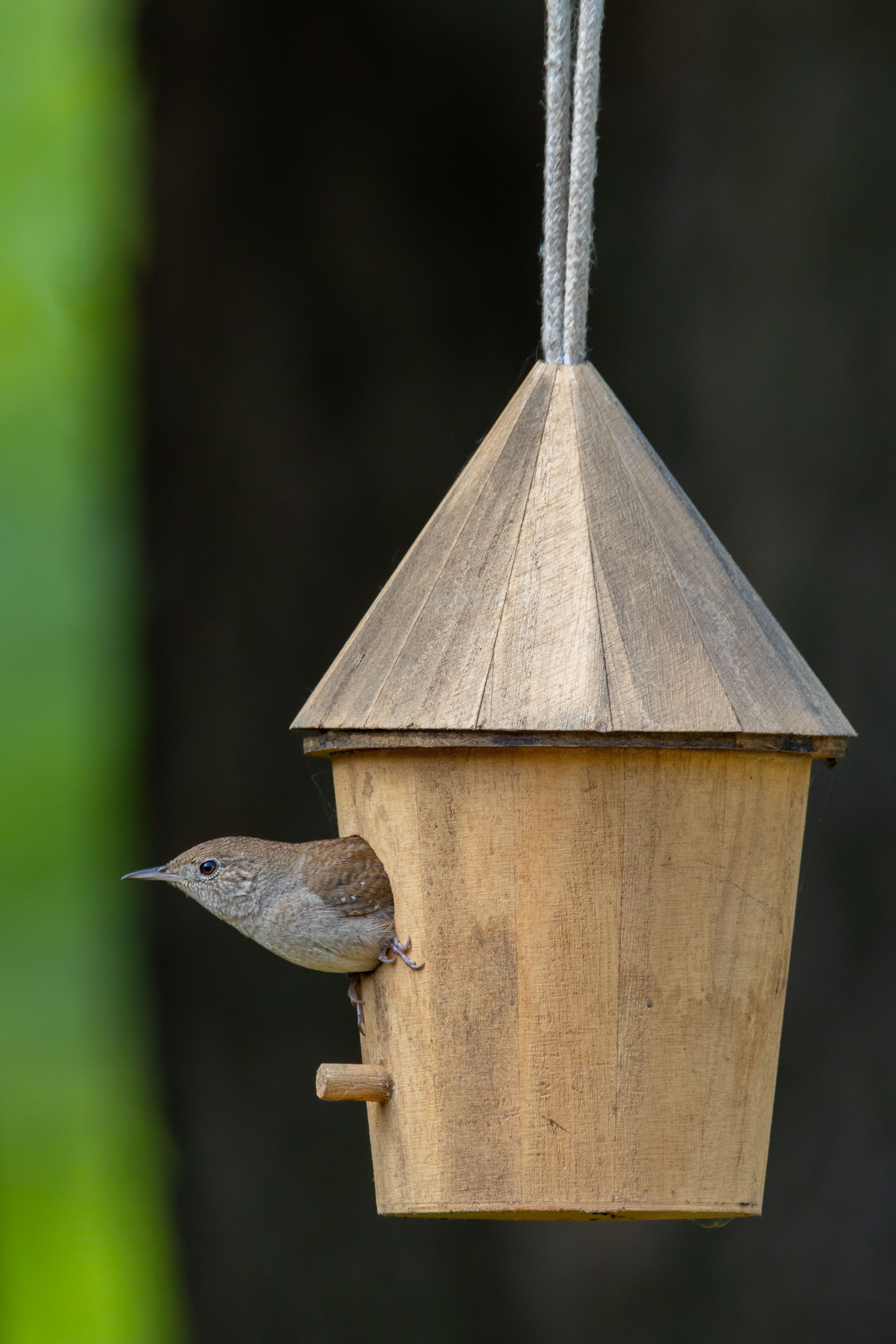 Selective Focus Photo of House Wren Perched on White Birdhouse · Free ...