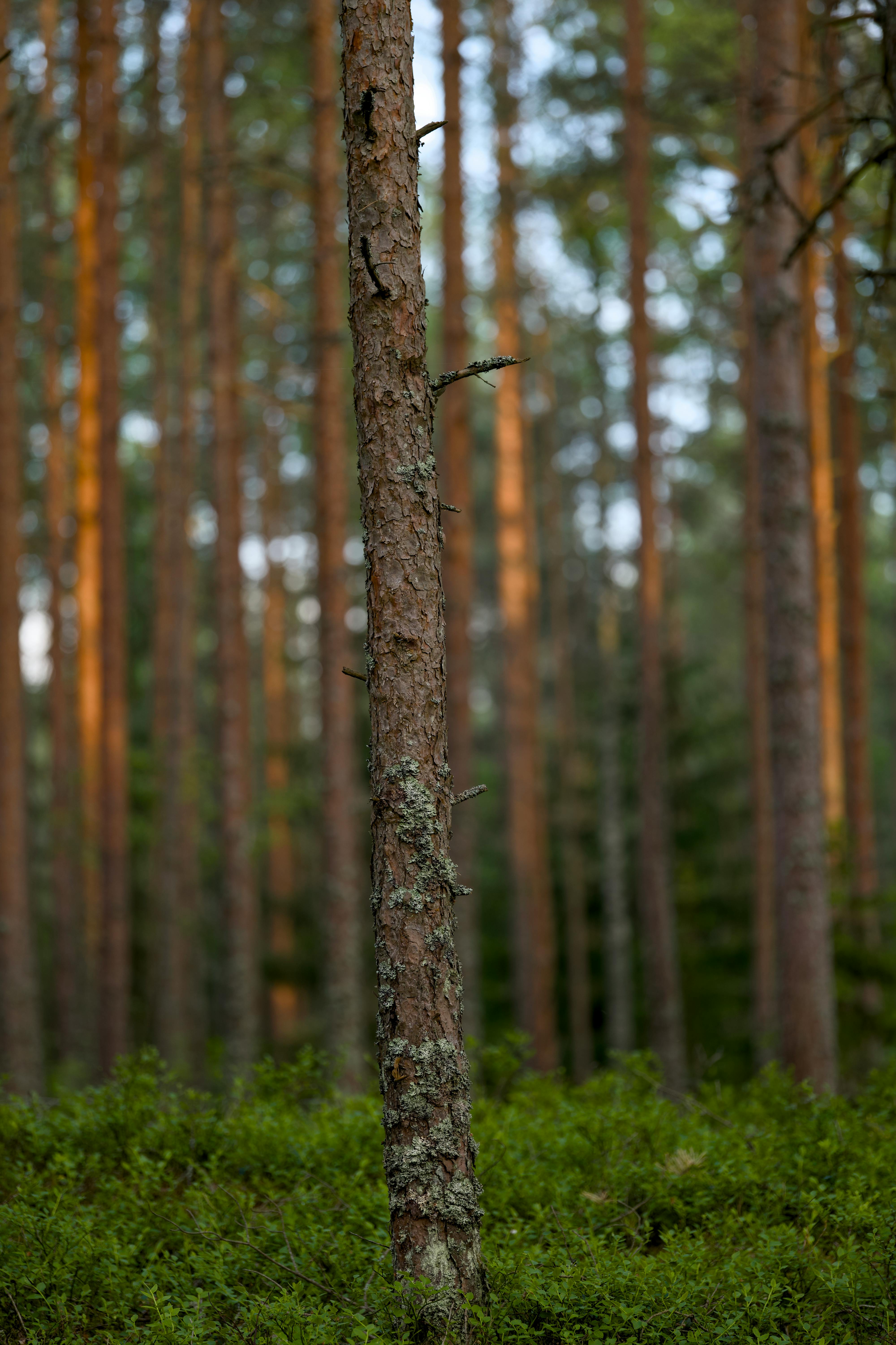 Closeup of a pine tree trunk · Free Stock Photo