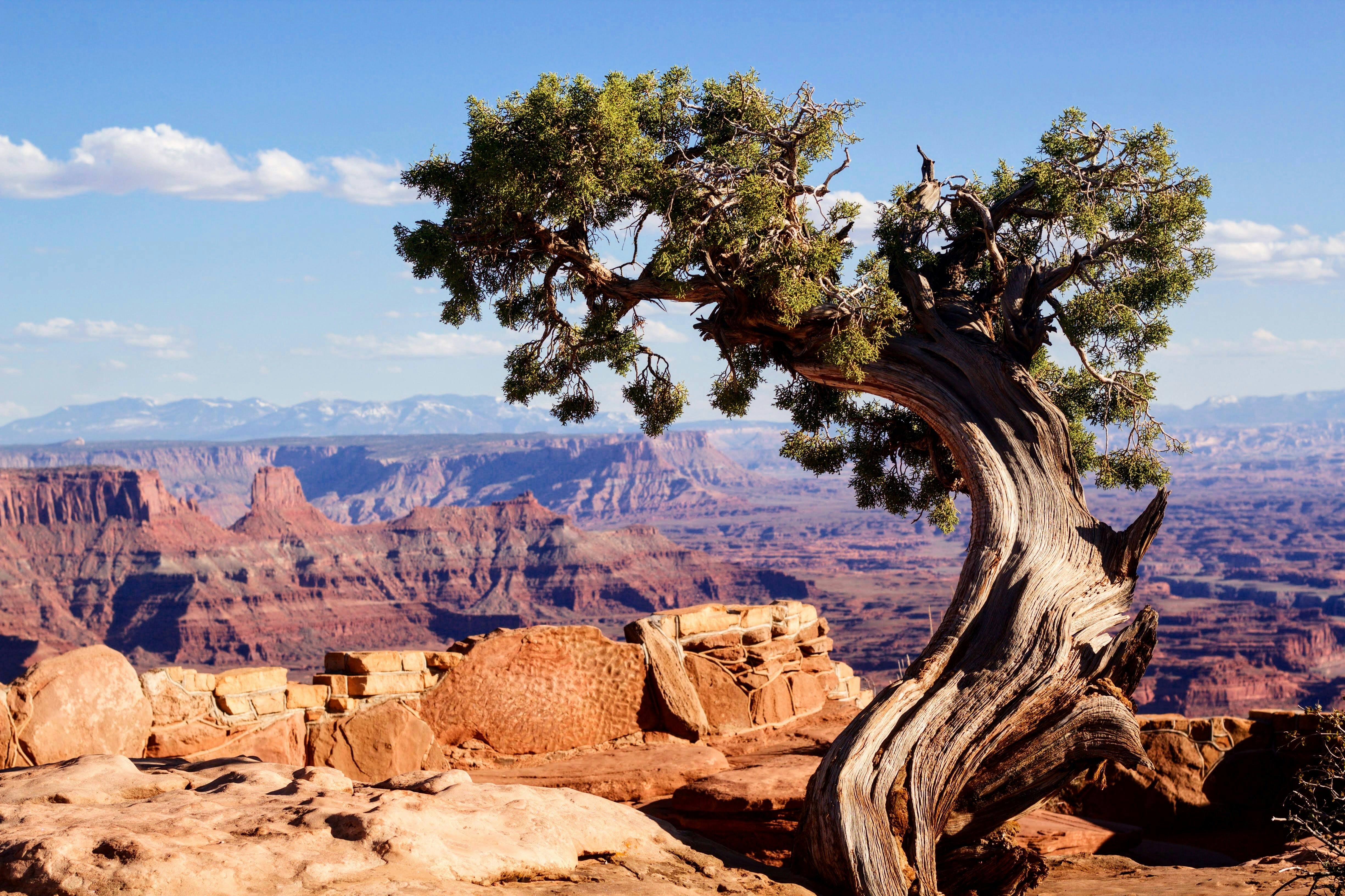 Tree Near a Cliff · Free Stock Photo