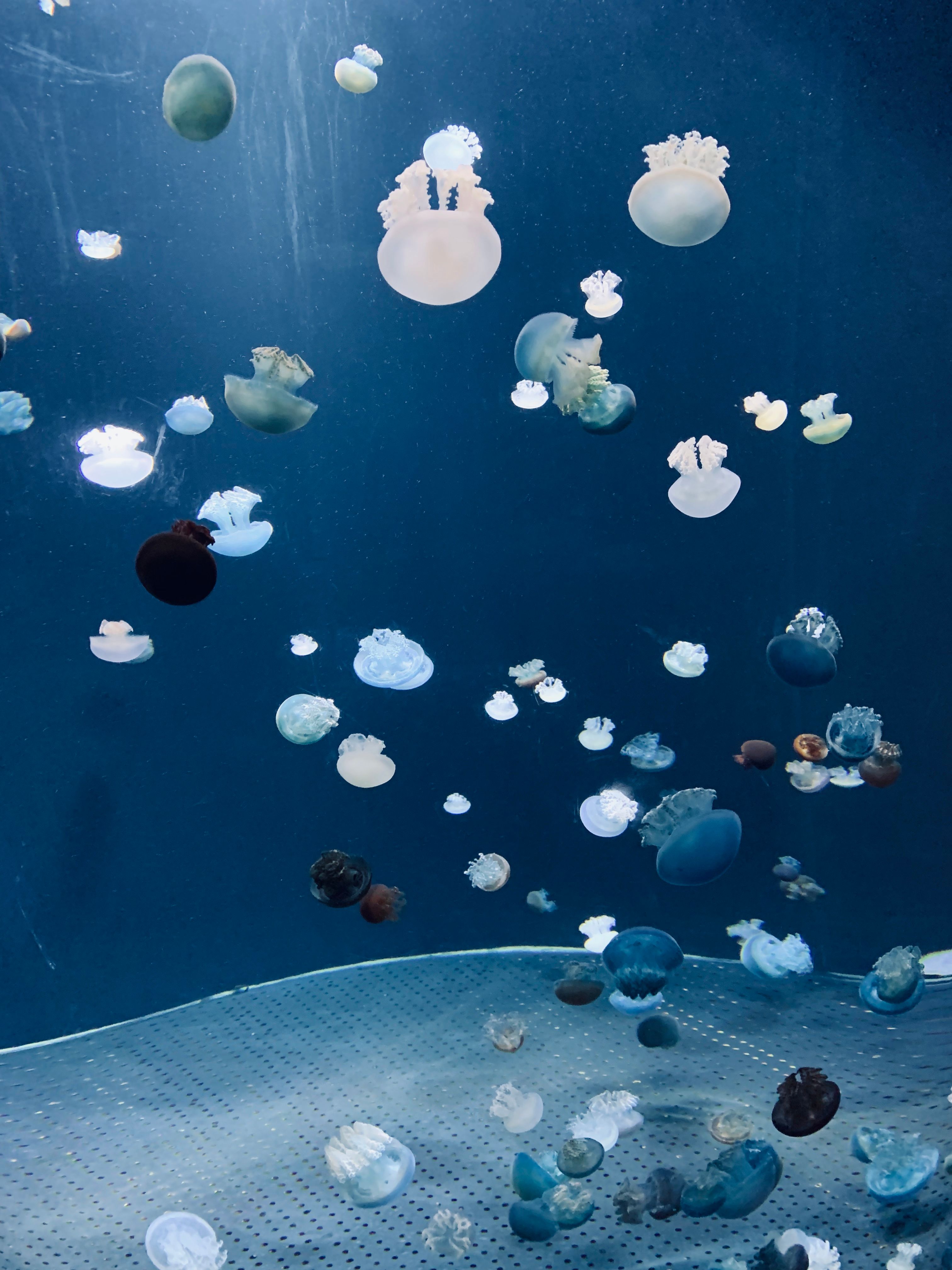 Marine Sea Life Computer