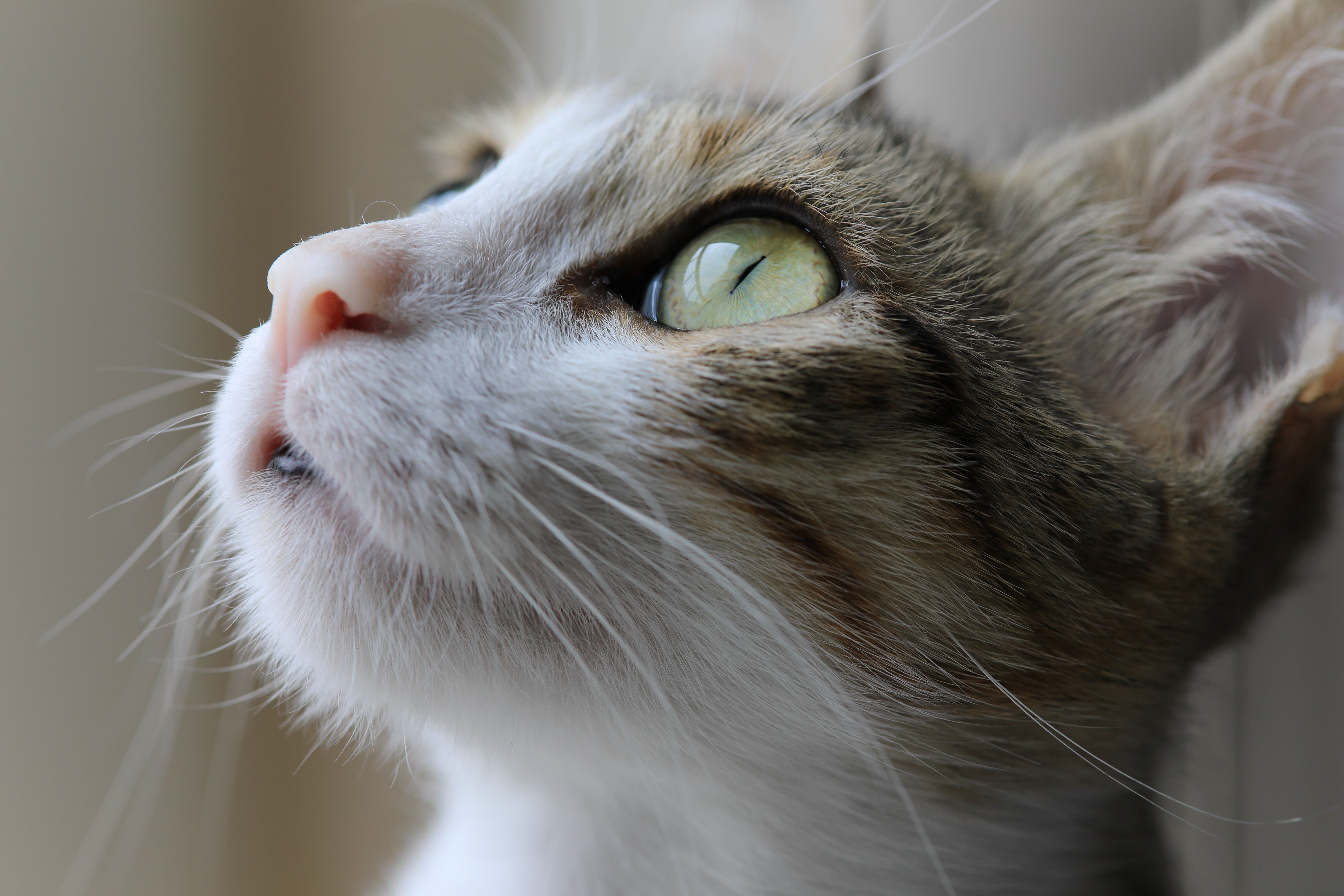Close View of a Cat's Face · Free Stock Photo