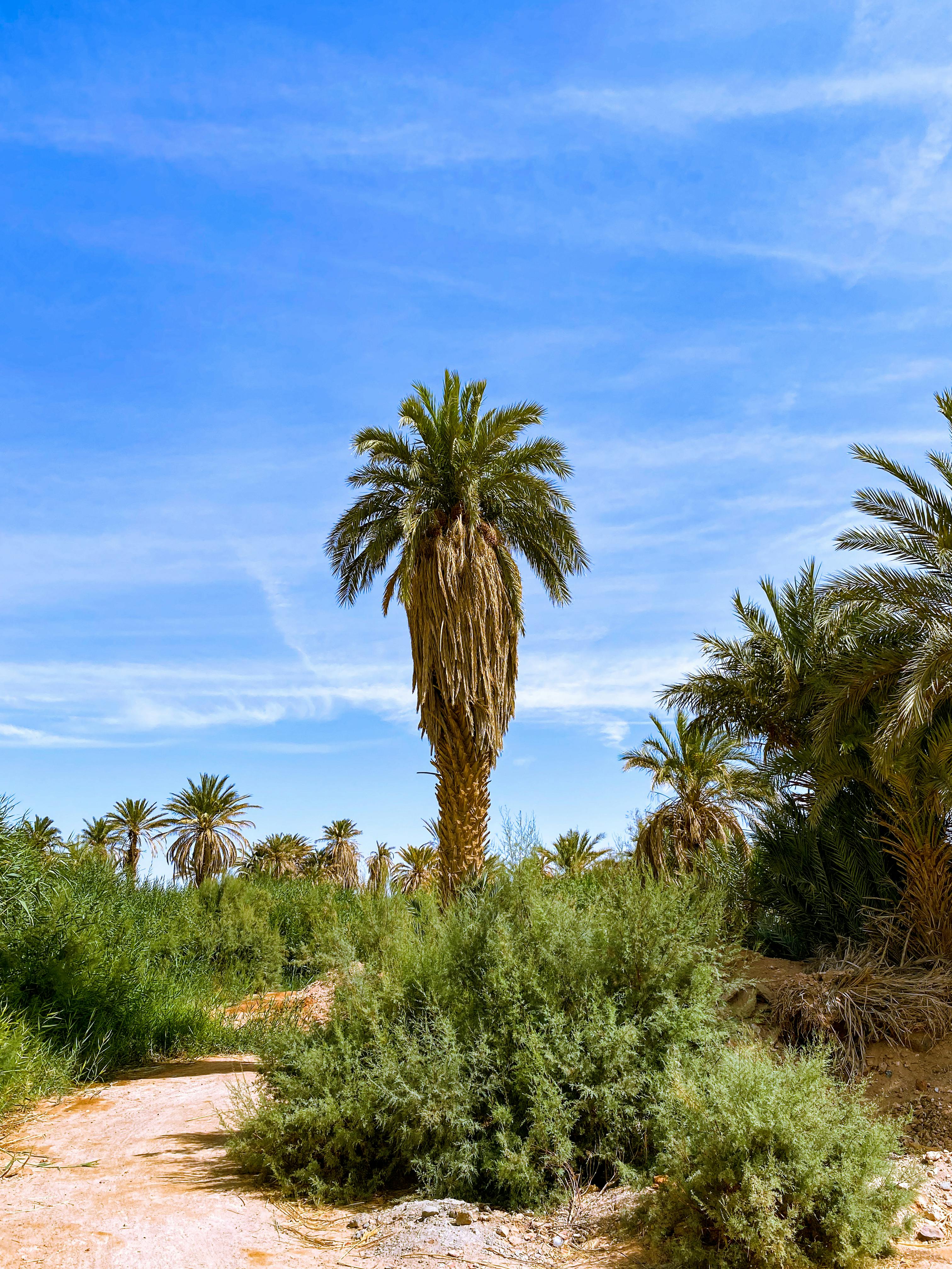Date Palm and Green Bushes on Land · Free Stock Photo