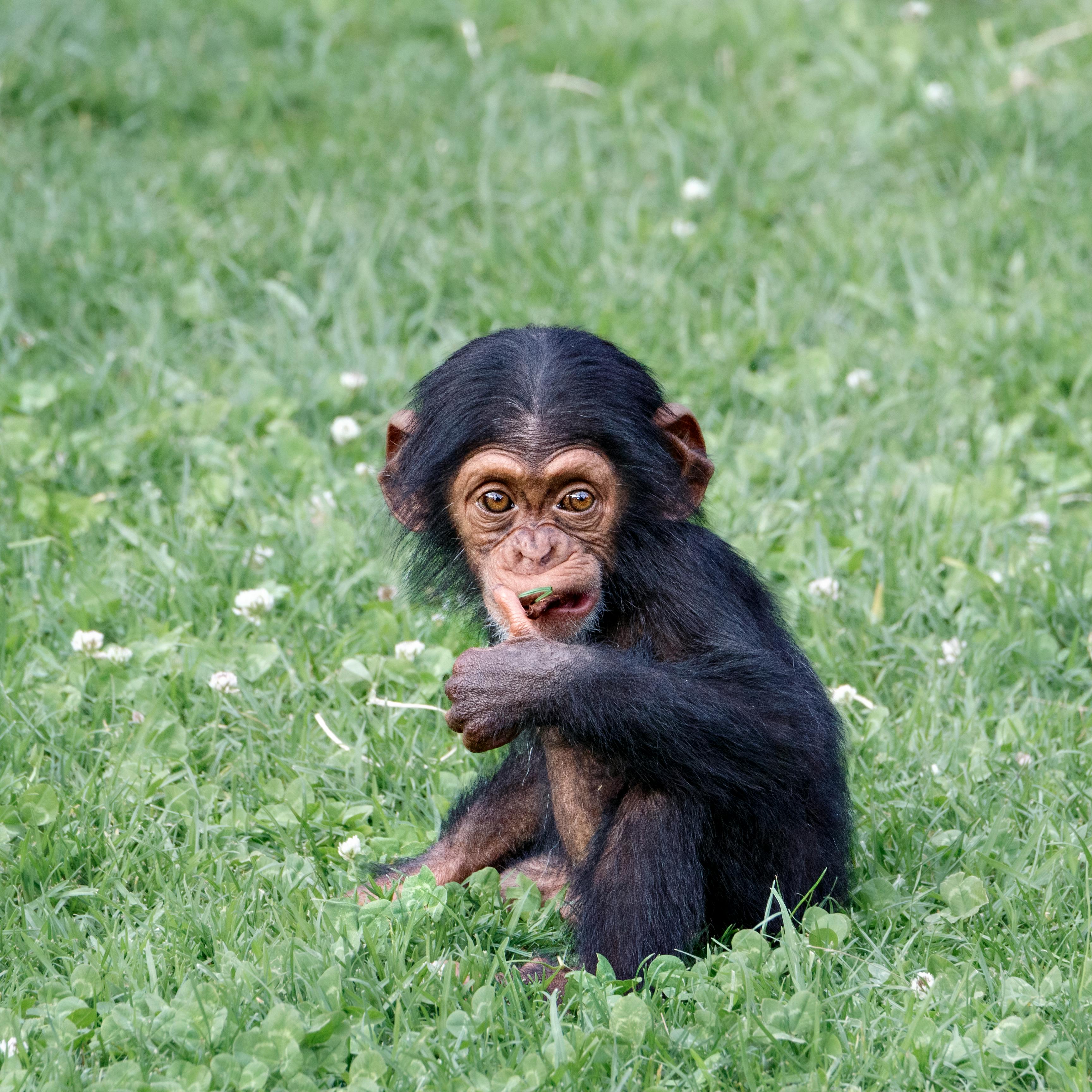 A baby chimpan sitting in the grass · Free Stock Photo