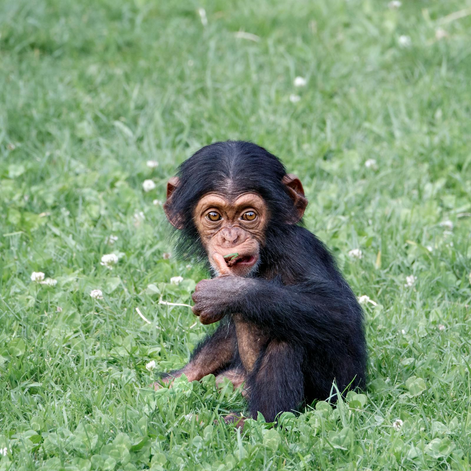 Funny Chimpanzee Photos, Download The BEST Free Funny Chimpanzee Stock ...