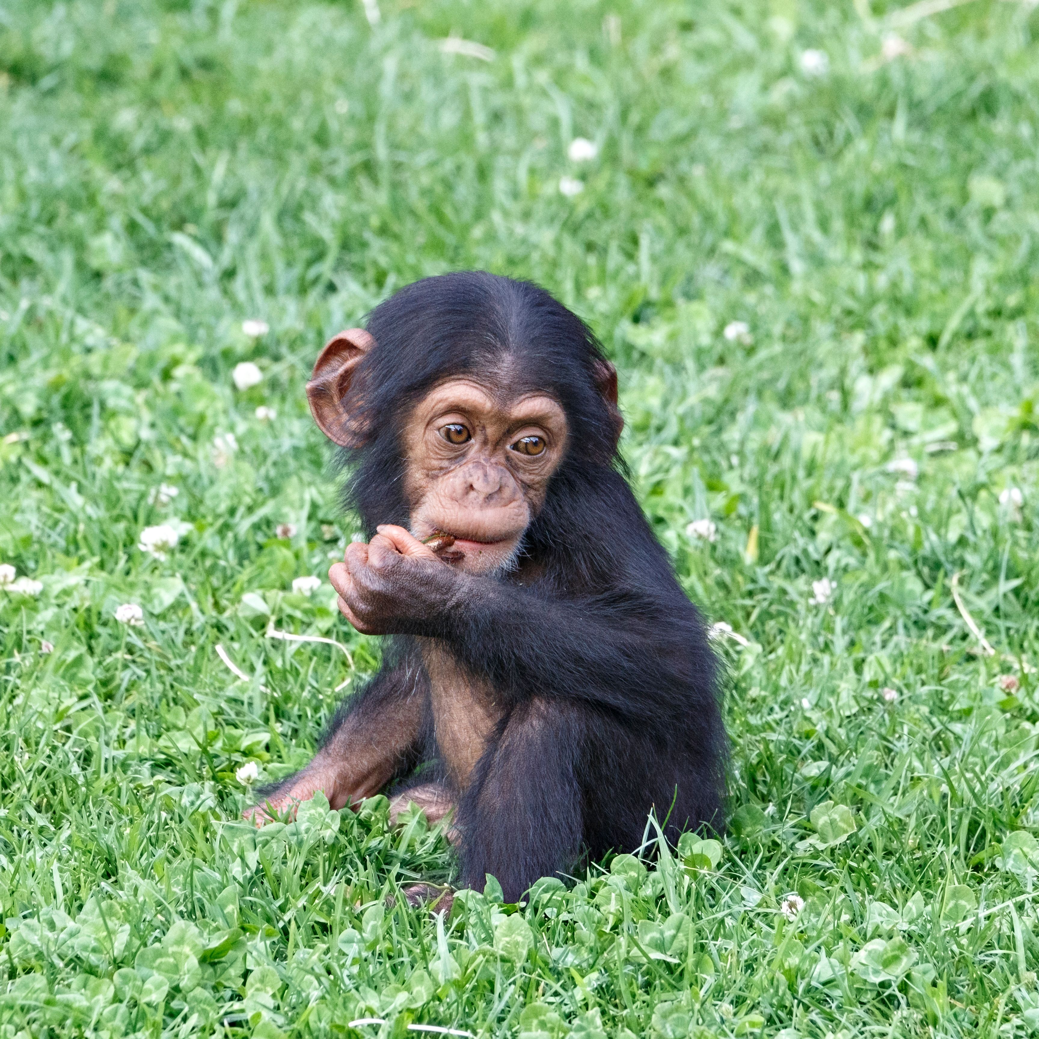 Portrait of a Baby Chimpanzee Sitting on Grass · Free Stock Photo