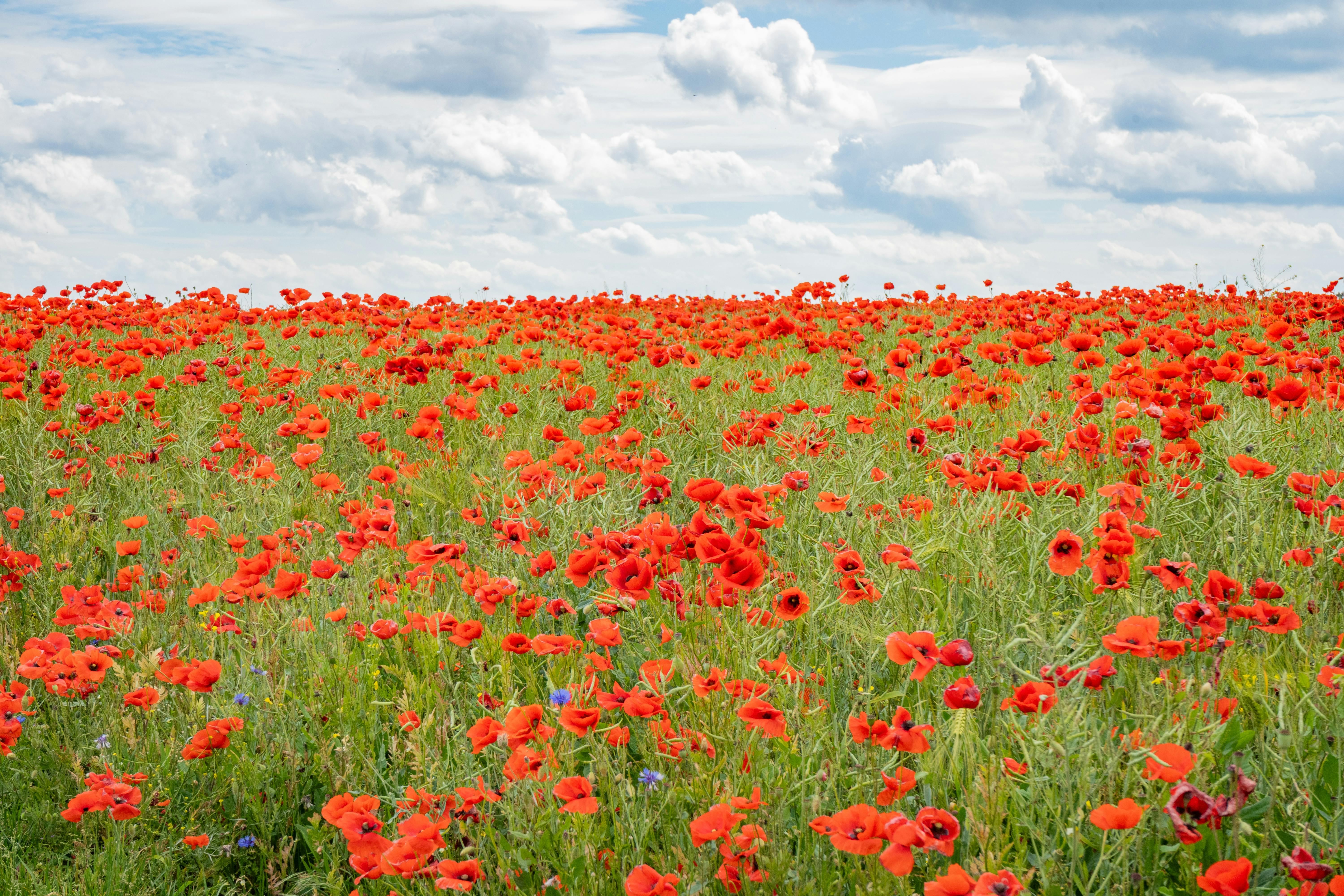 Field of Red Poppy Flowers · Free Stock Photo