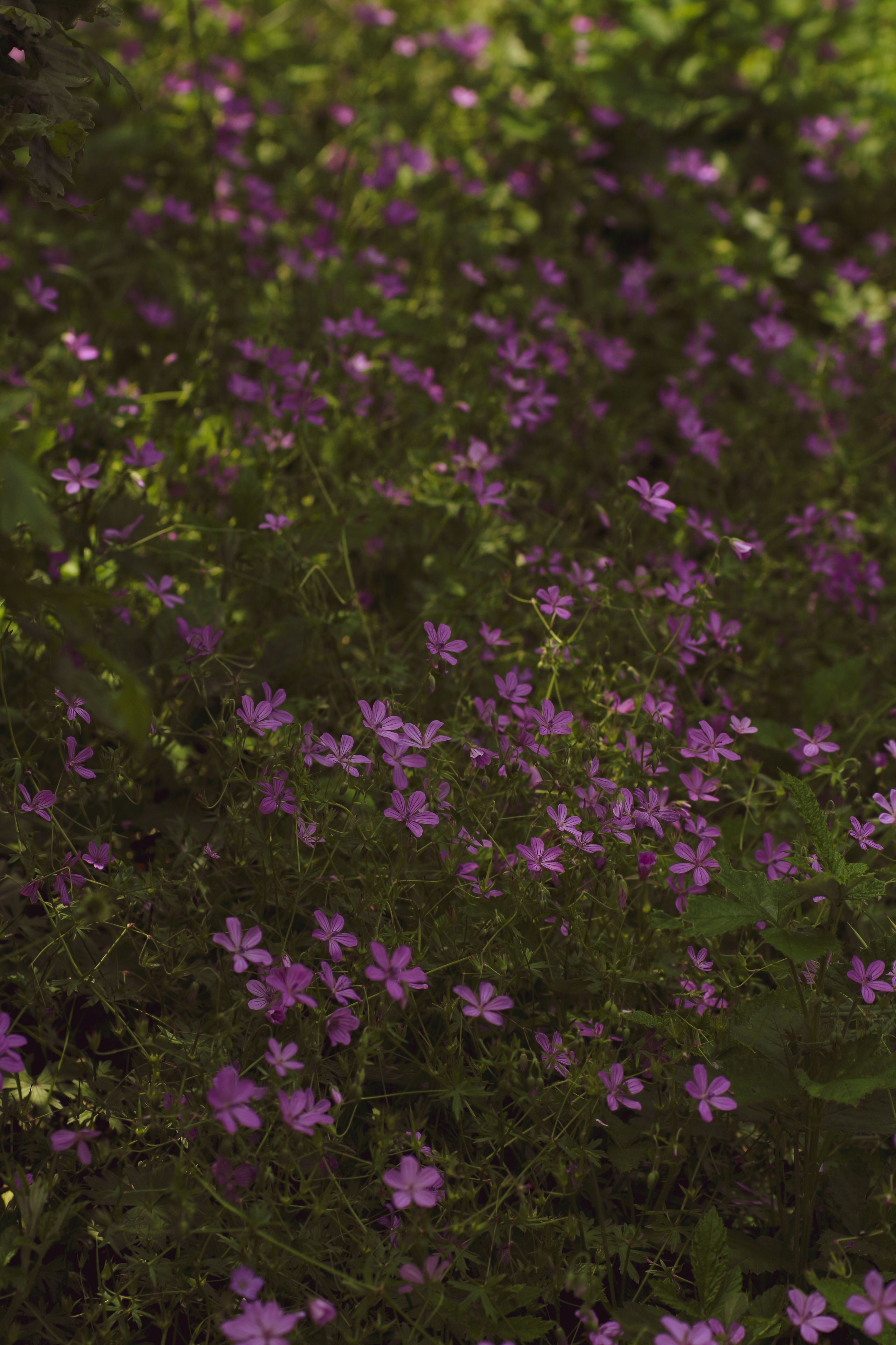 Shrub of Blooming Purple Flowers · Free Stock Photo