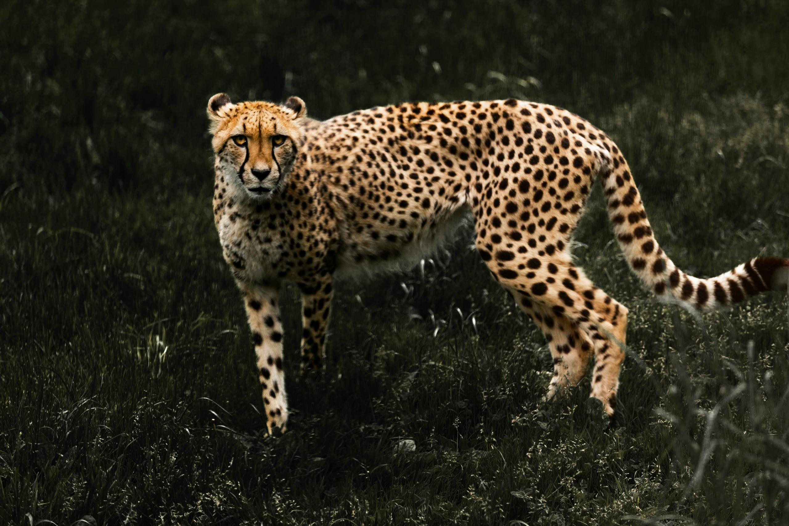Photo of a Cheetah · Free Stock Photo