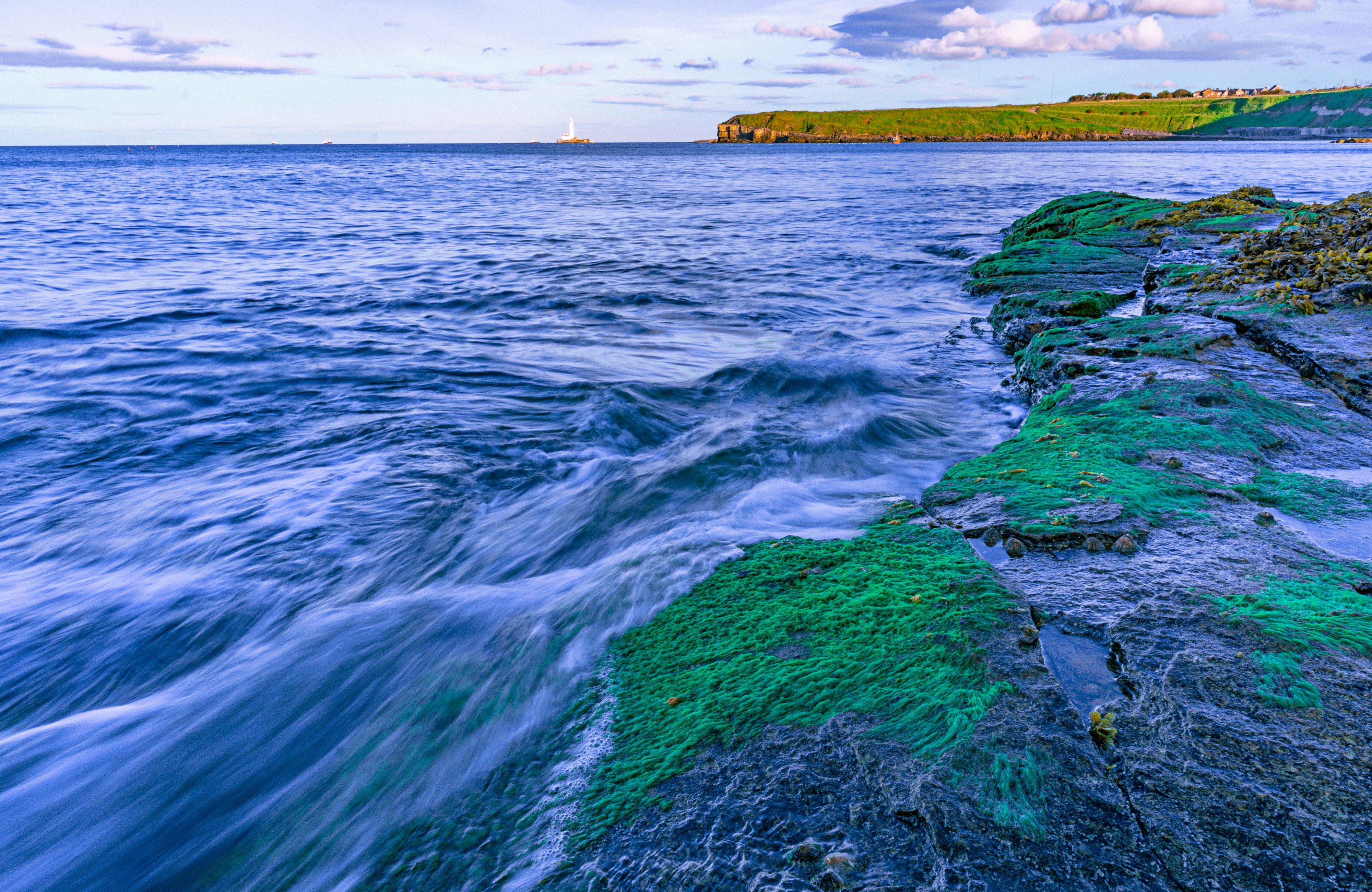 Algae on the Rocks of the Seashore · Free Stock Photo