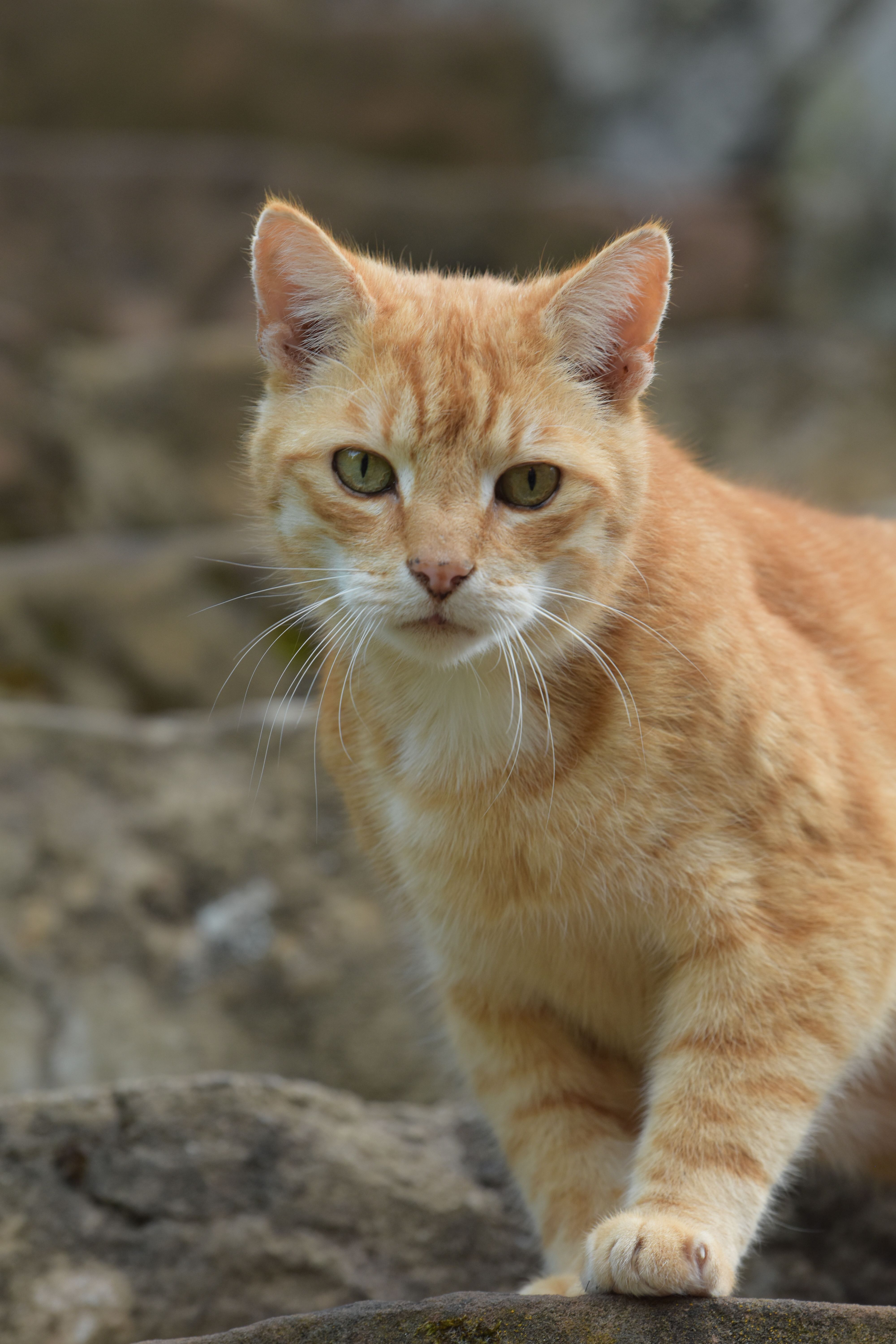 Orange Cat Standing on a Stone Step · Free Stock Photo