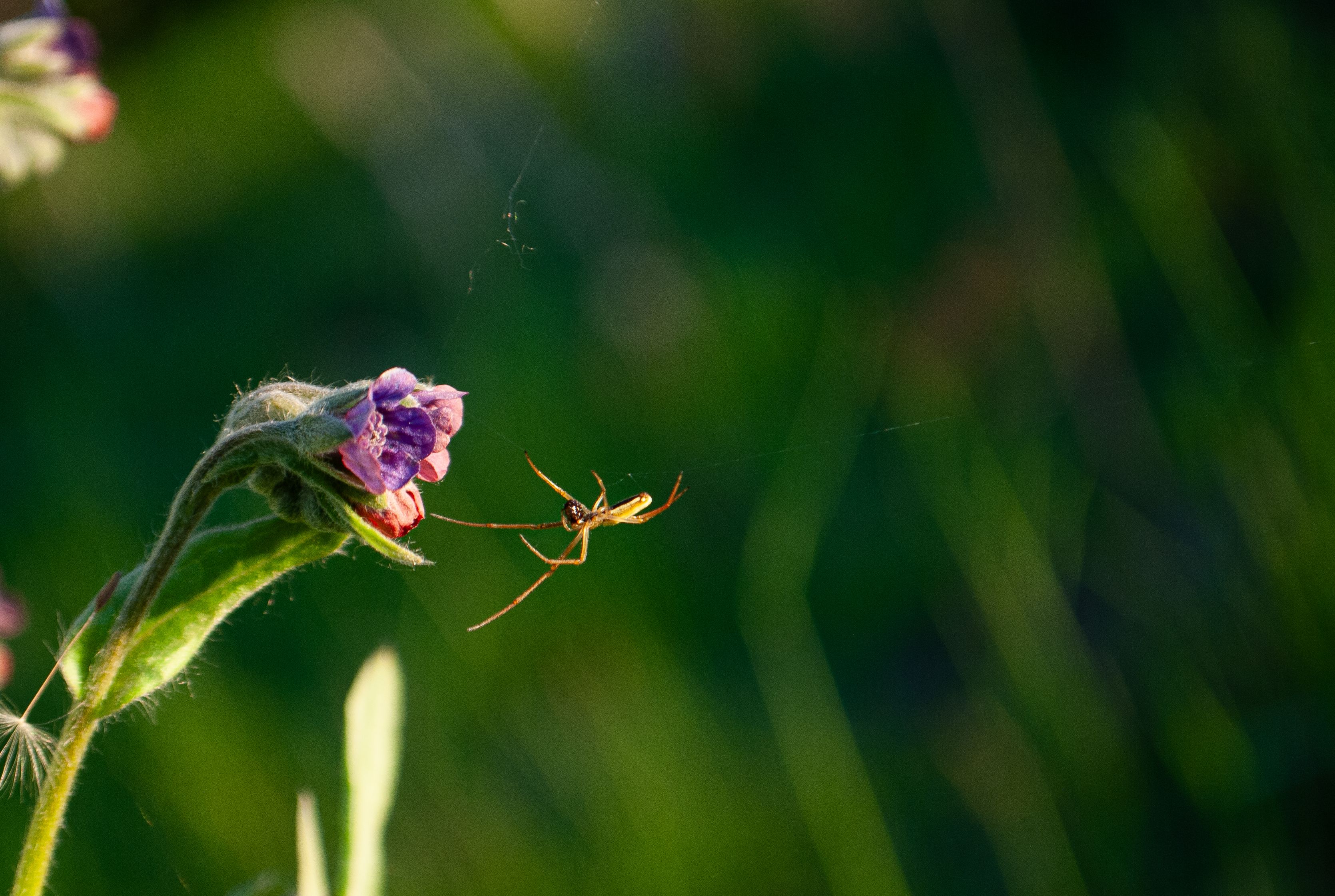 Close-up of a Spider and a Flower · Free Stock Photo