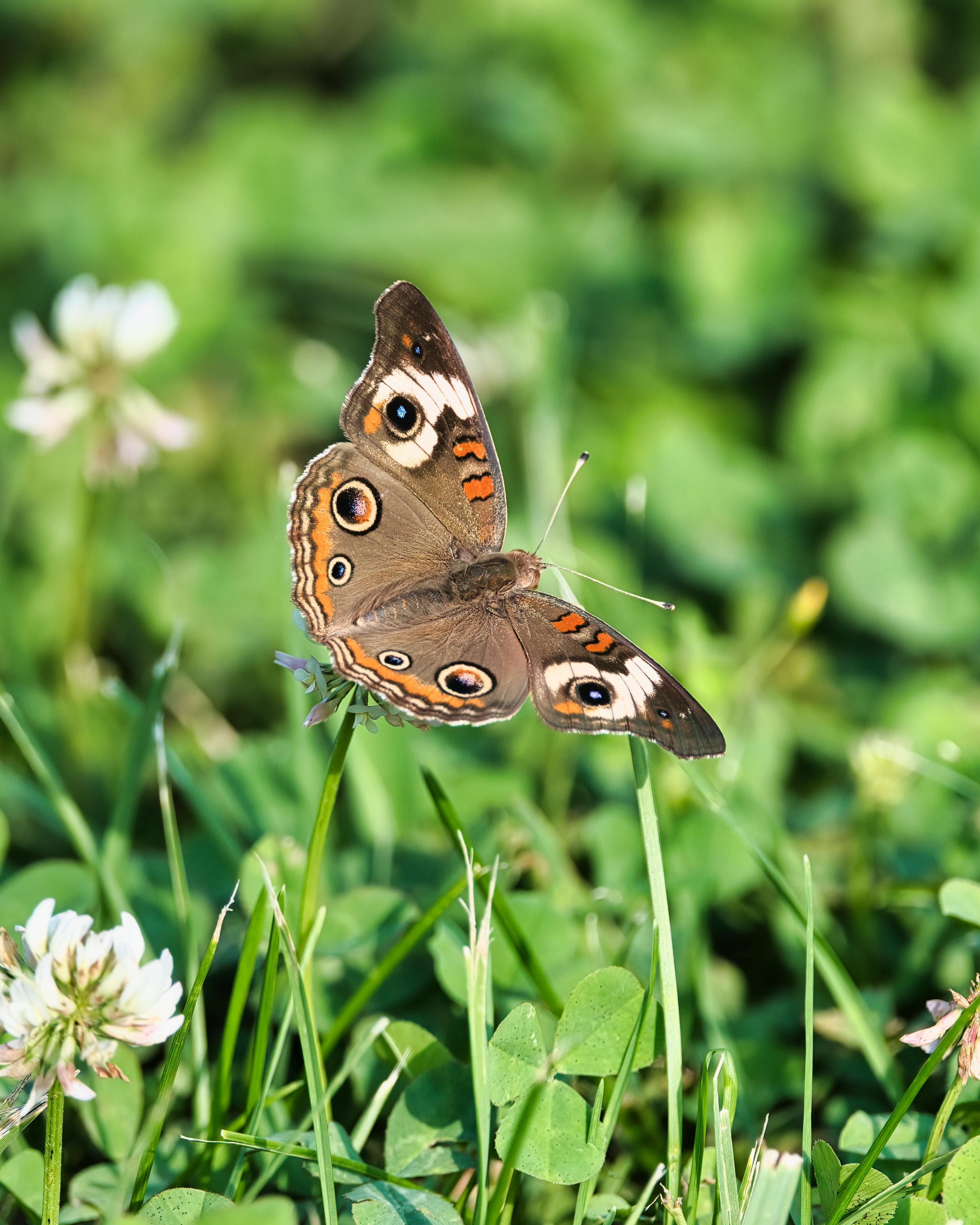 Common Buckeye Butterfly · Free Stock Photo