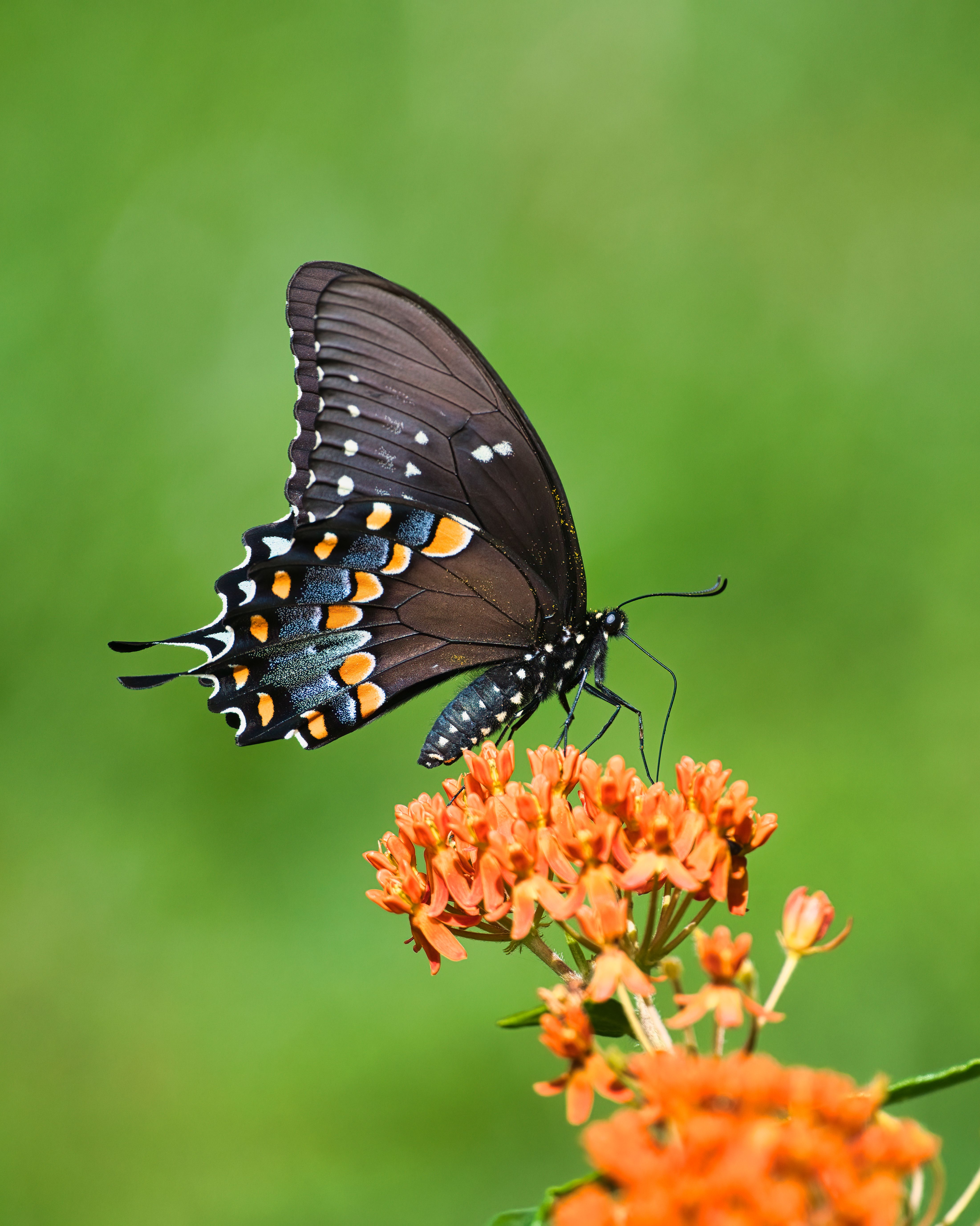 Selective Focus of Spicebush Swallowtail Butterfly on Flower · Free ...