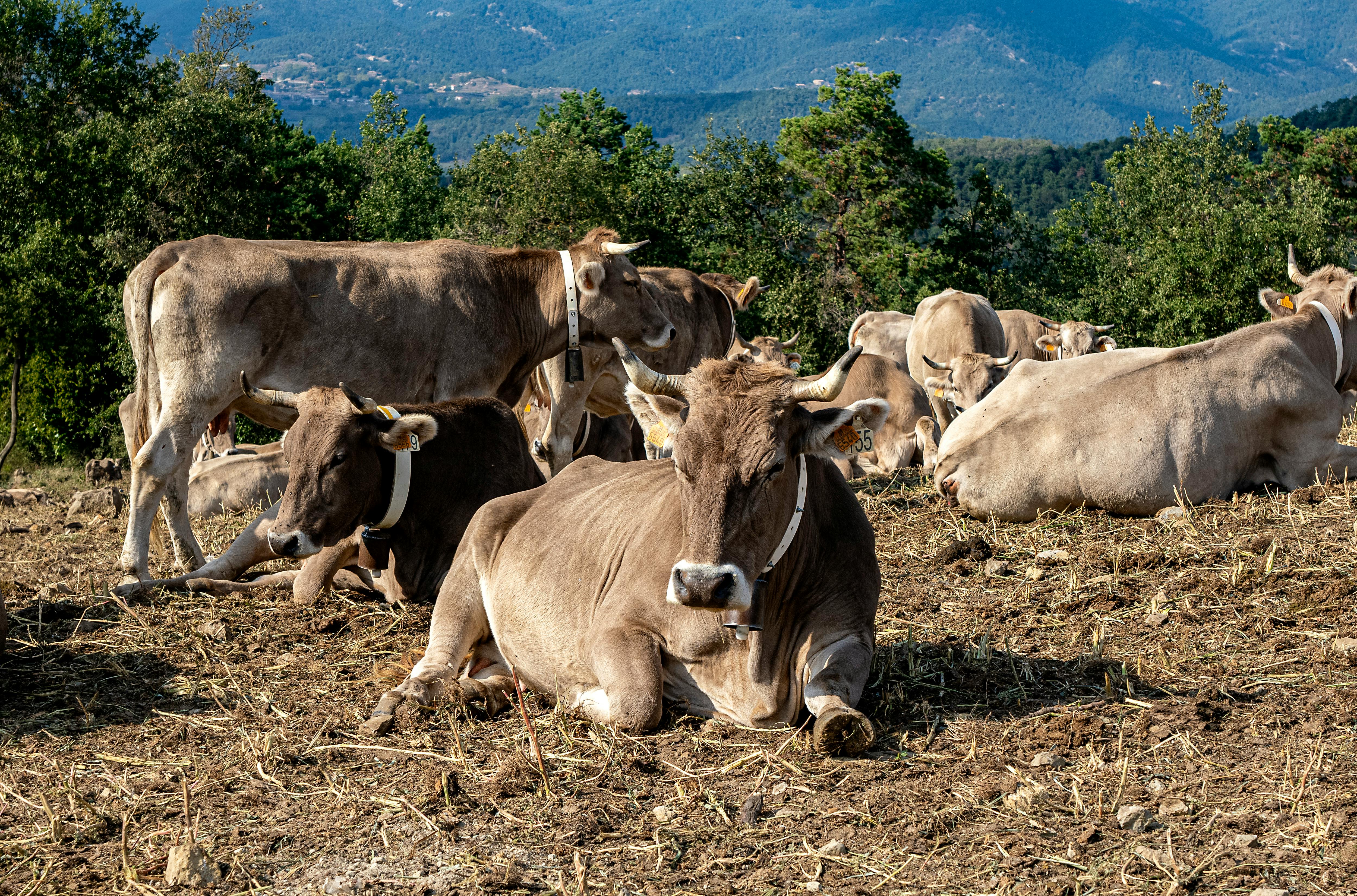 rebaño bovino · Free Stock Photo